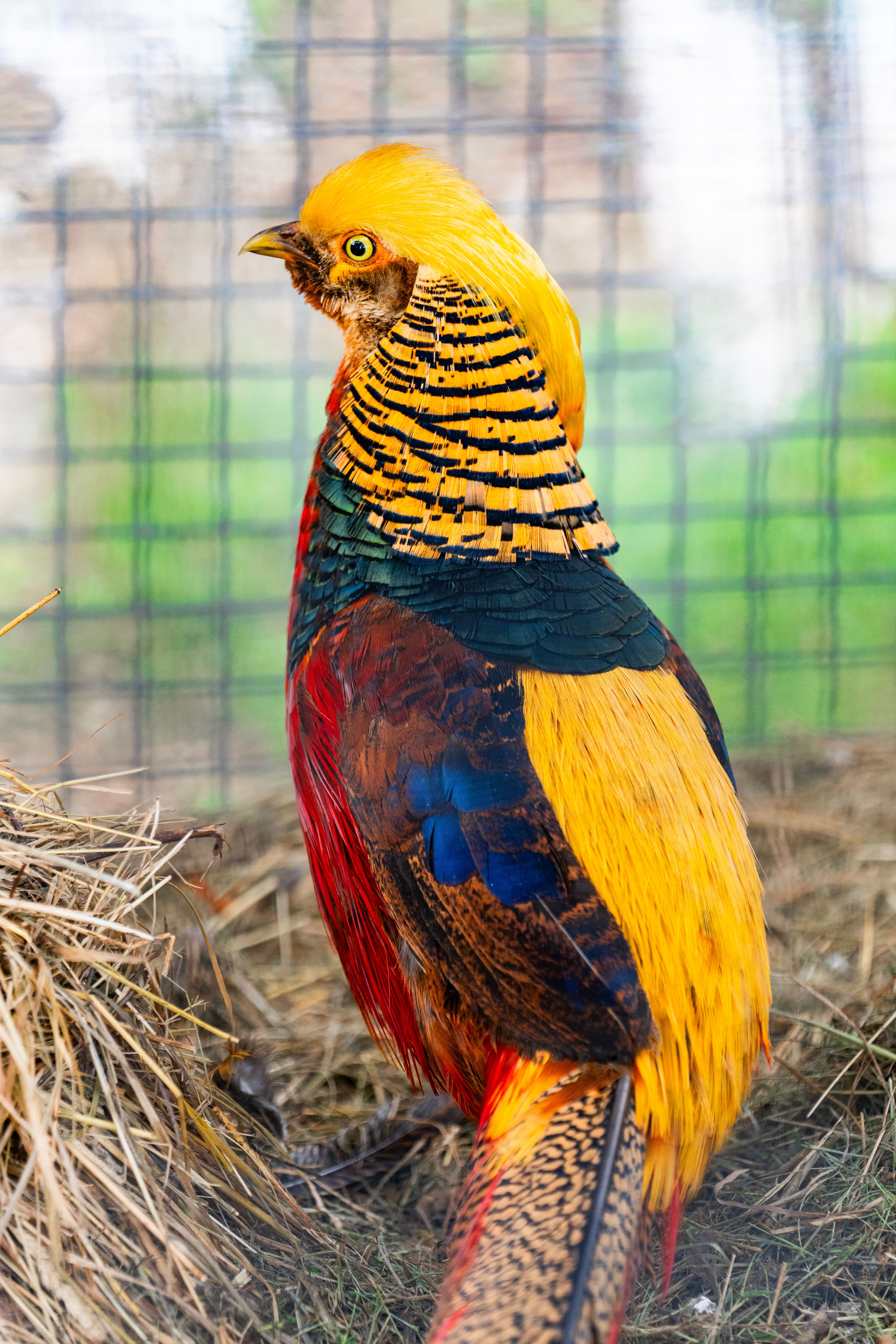Colorful Golden Pheasant in Tbilisi Zoo · Free Stock Photo