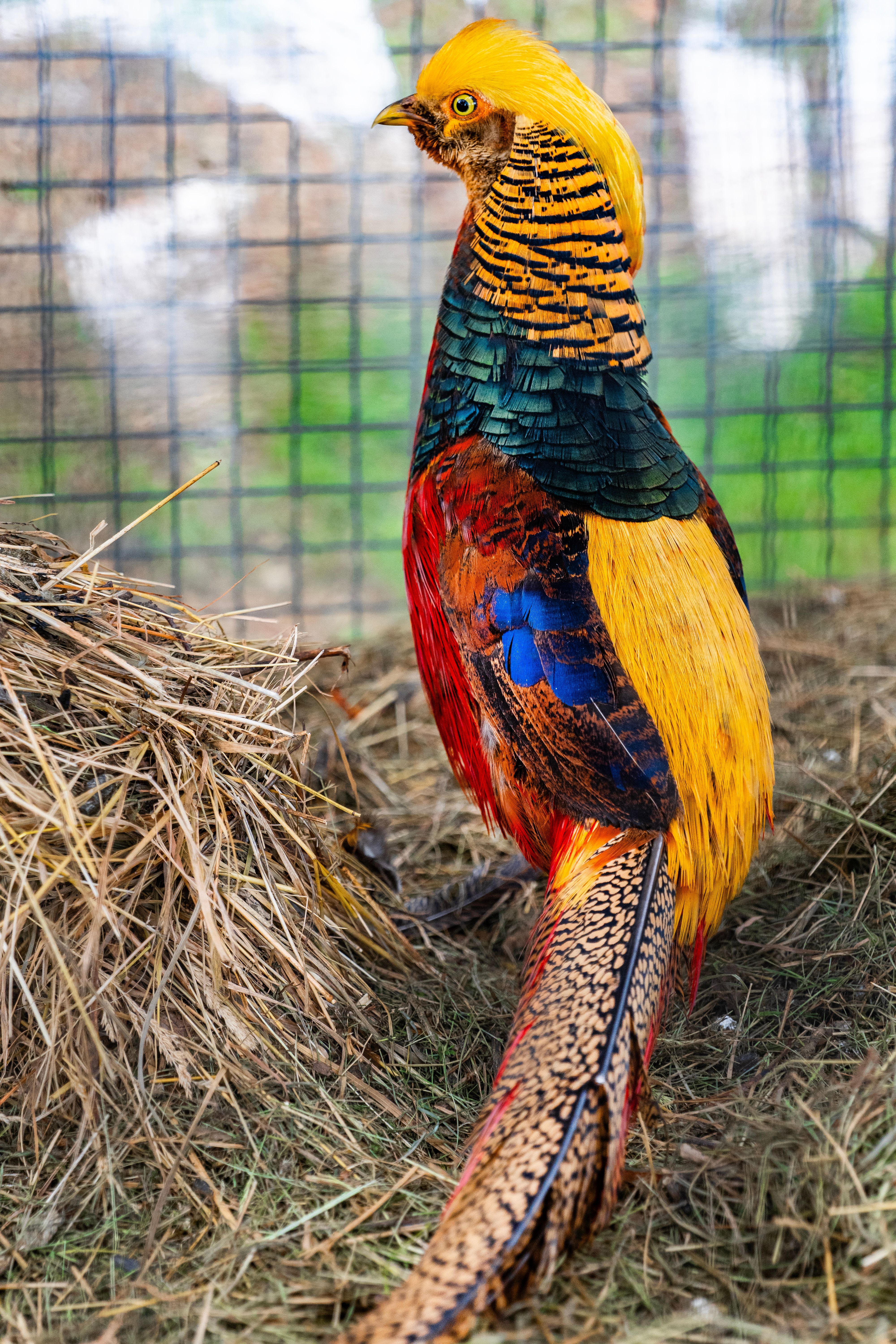 Vibrant Golden Pheasant in Georgia Zoo · Free Stock Photo