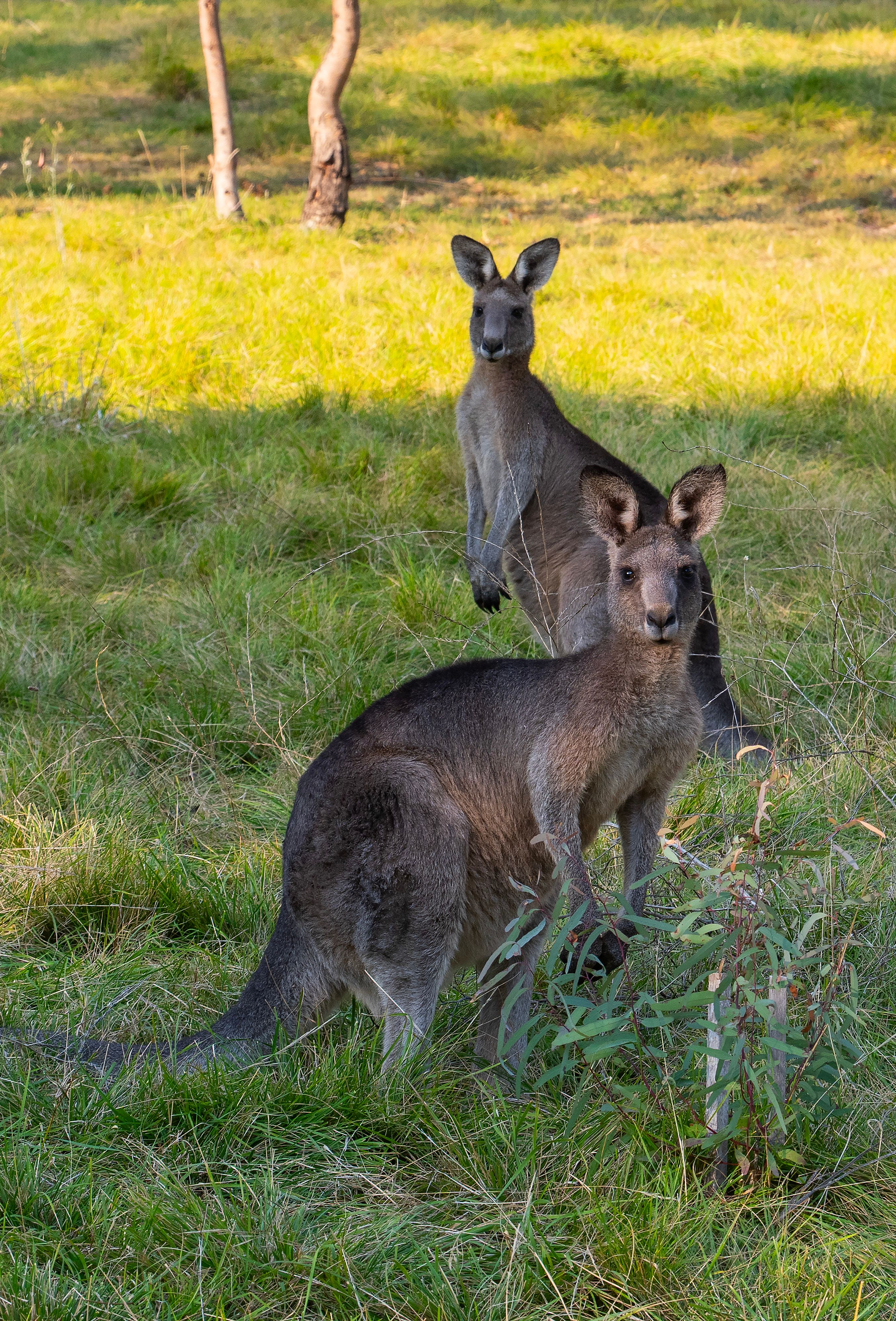 Kangaroos in Canberra Grassland · Free Stock Photo