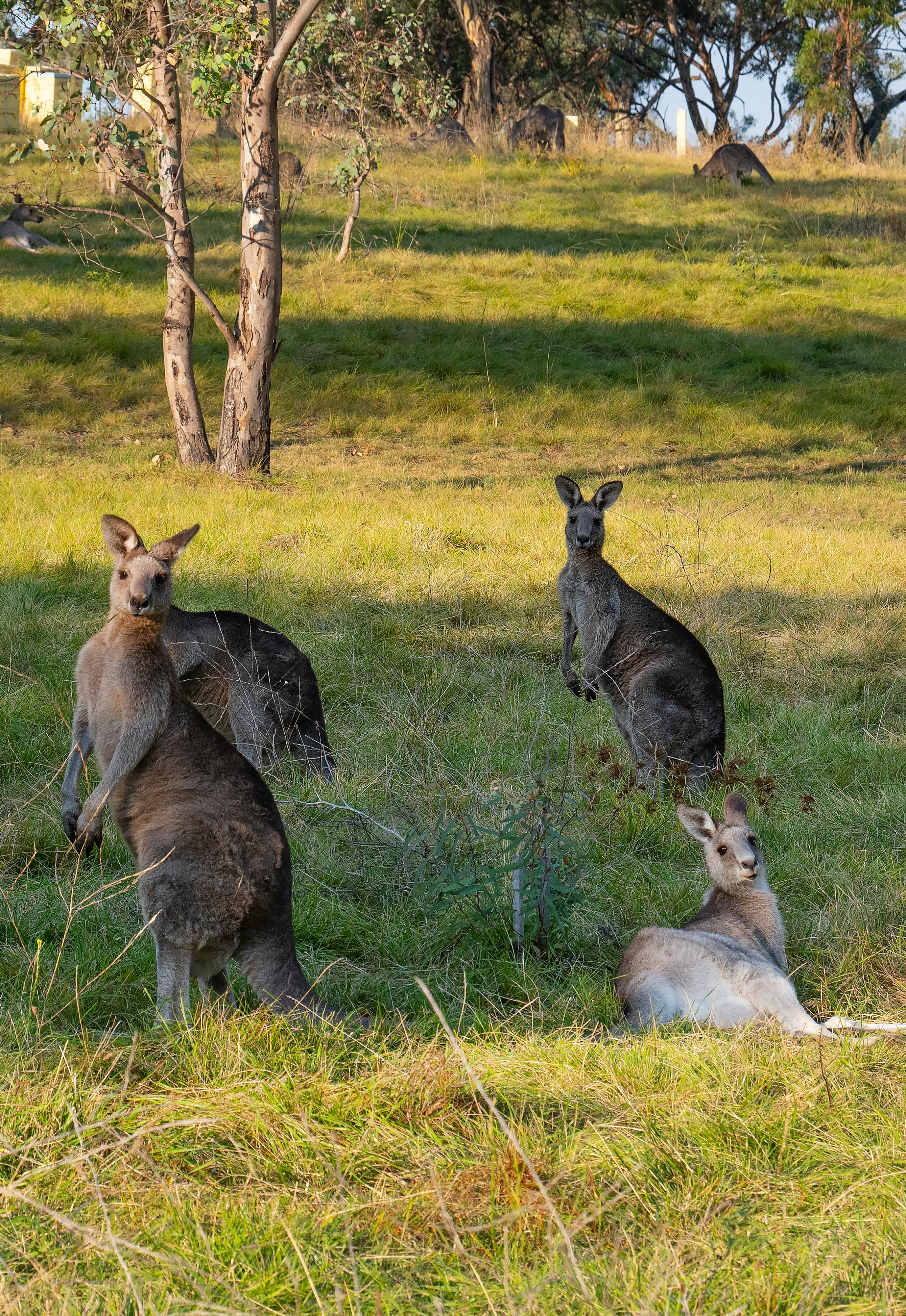 Photo of a Kangaroo on Road · Free Stock Photo