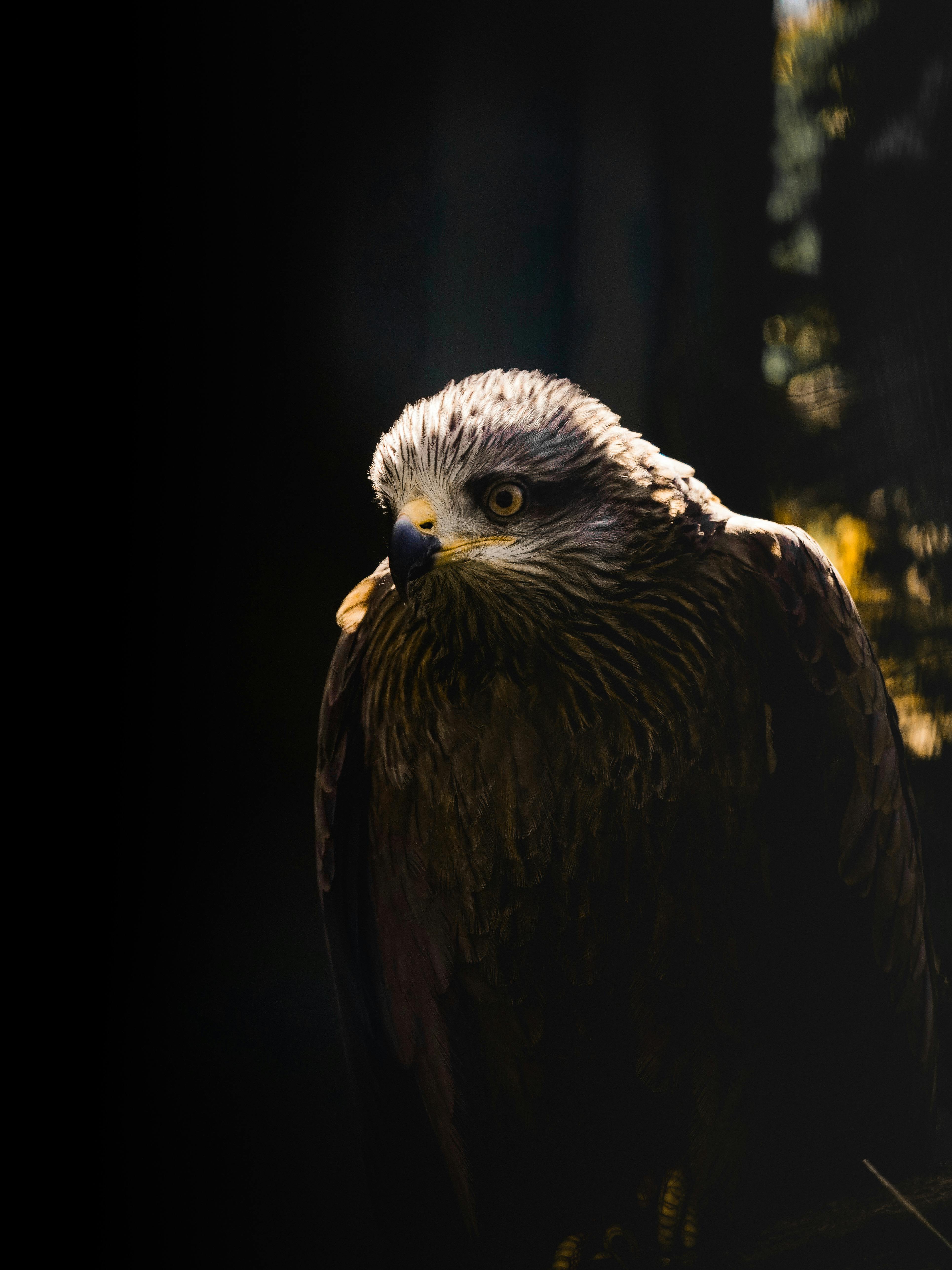 Slam Hawk Photos, Download The BEST Free Slam Hawk Stock Photos & HD Images