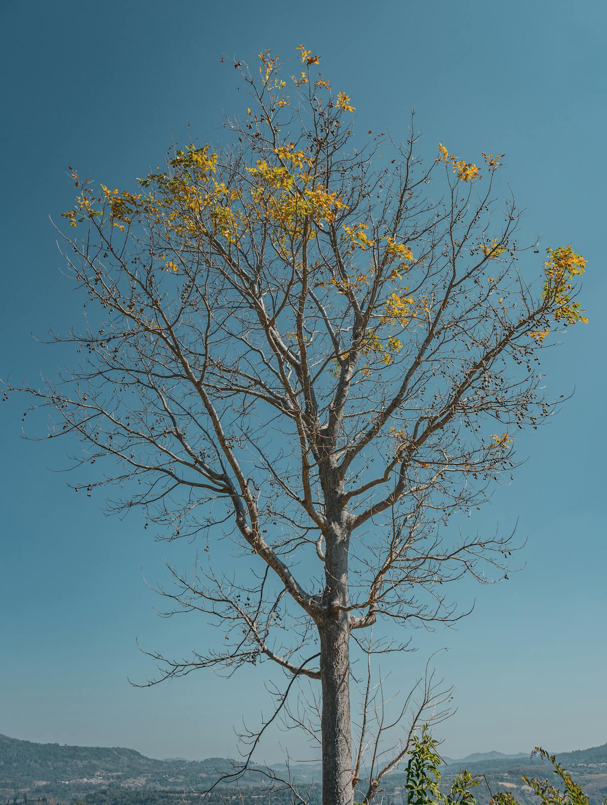 Hyperion Tree Photos, Download The BEST Free Hyperion Tree Stock Photos ...