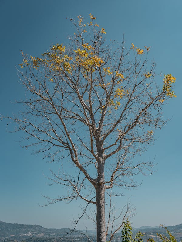 Pixabay Free Images Photos, Download The BEST Free Pixabay Free Images ...