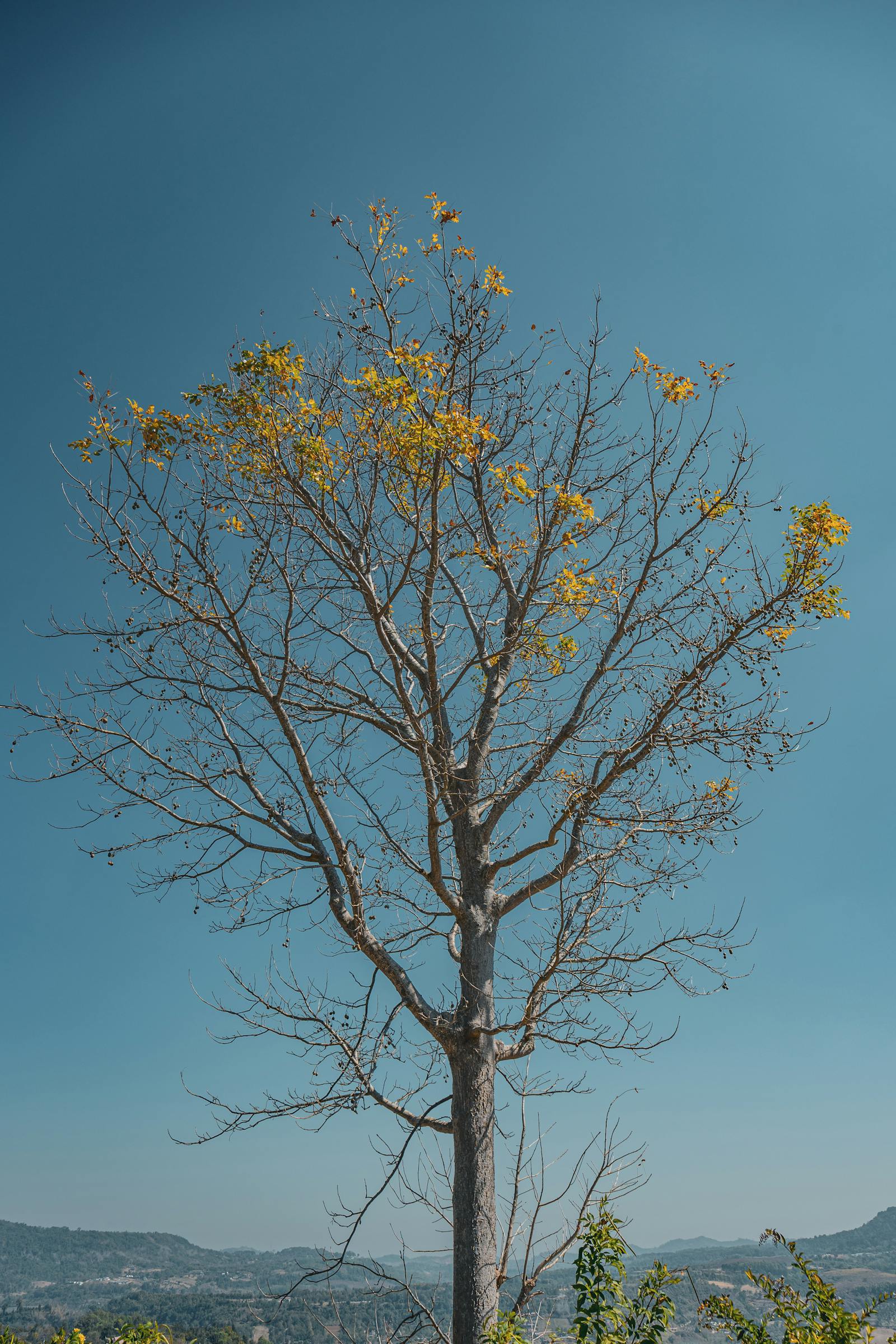 Sky Tree Images Photos, Download The BEST Free Sky Tree Images Stock ...