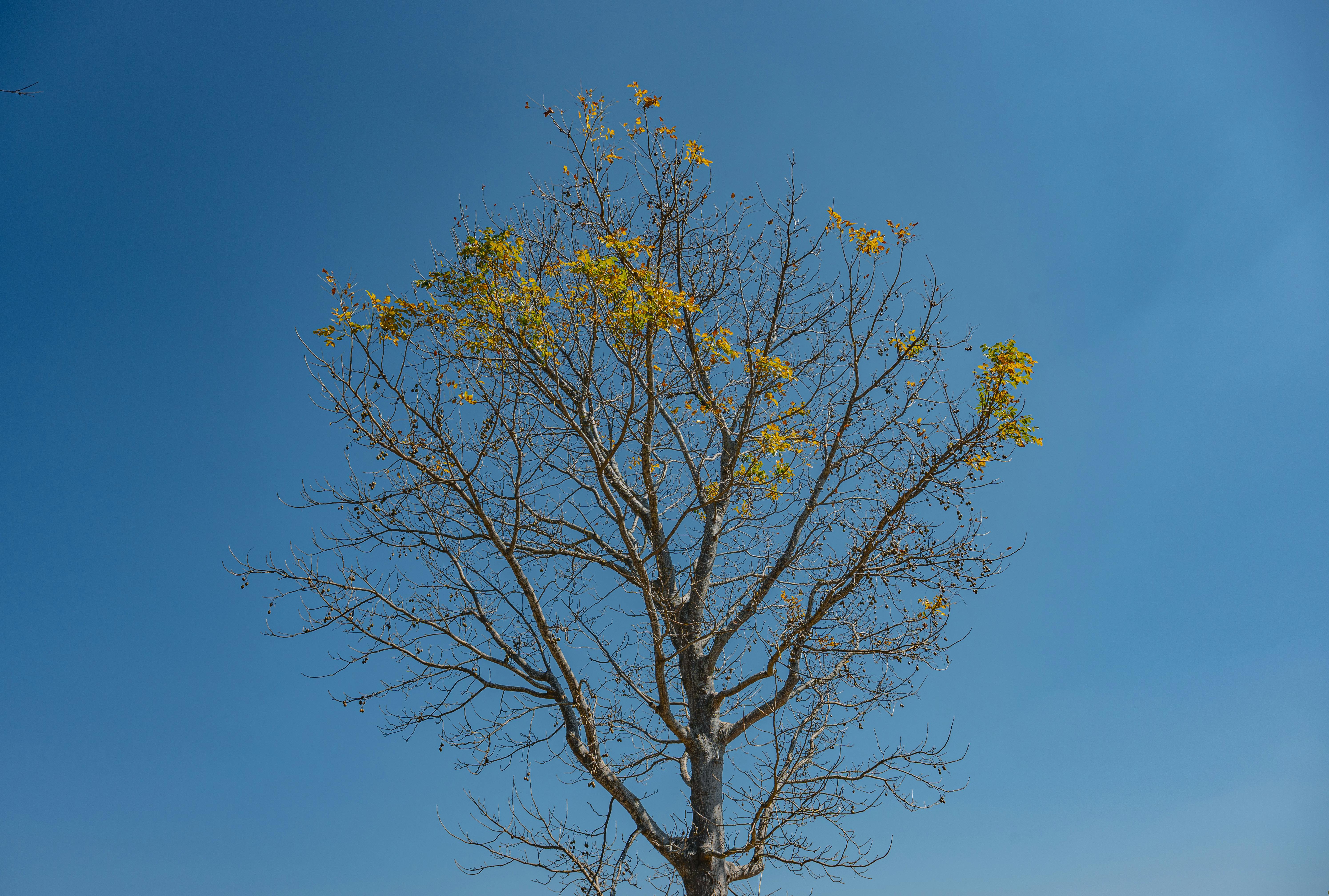 Lonely Tree With Sparse Yellow Leaves Against Blue Sky · Free Stock Photo