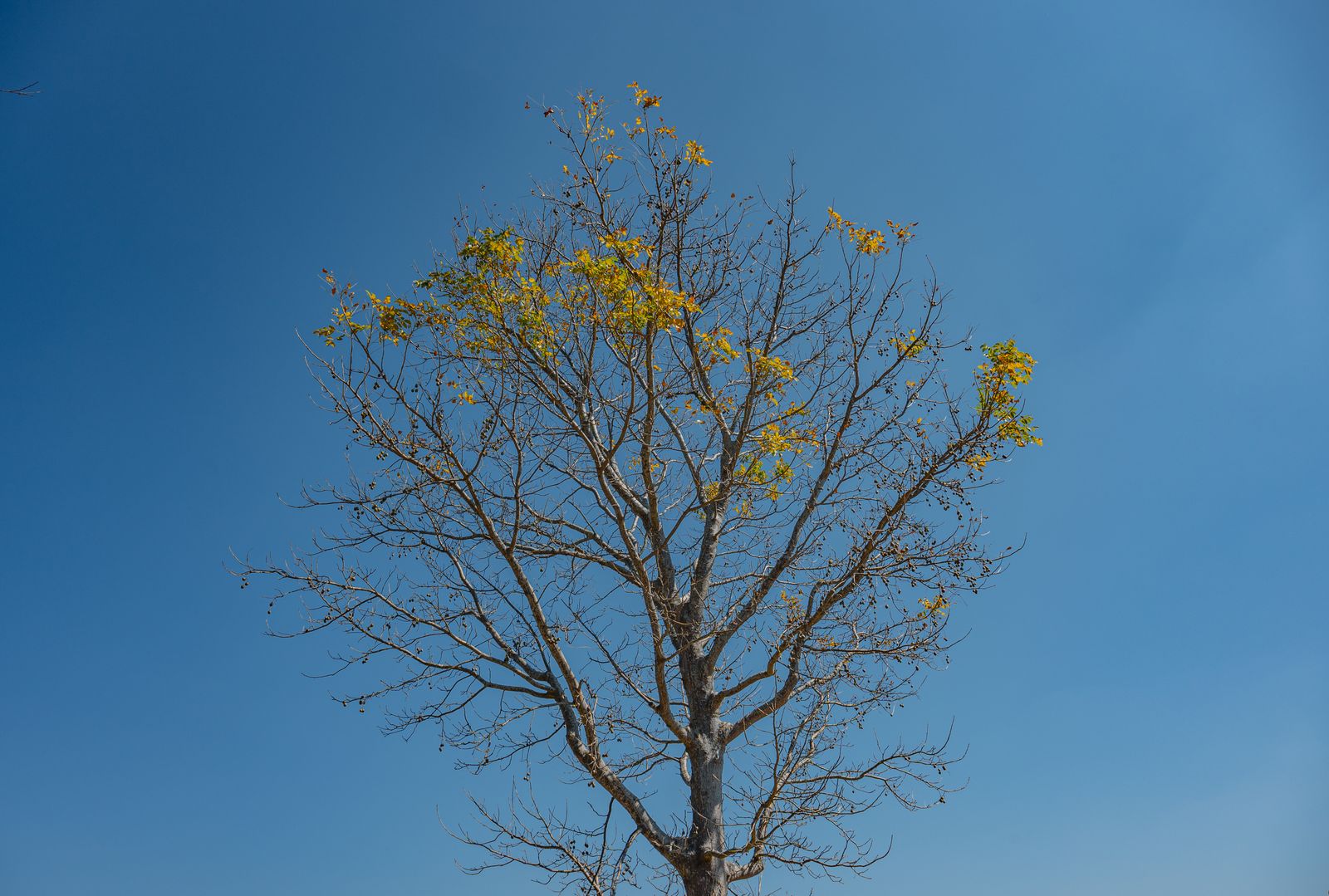 Tree Images Photos, Download The BEST Free Tree Images Stock Photos ...