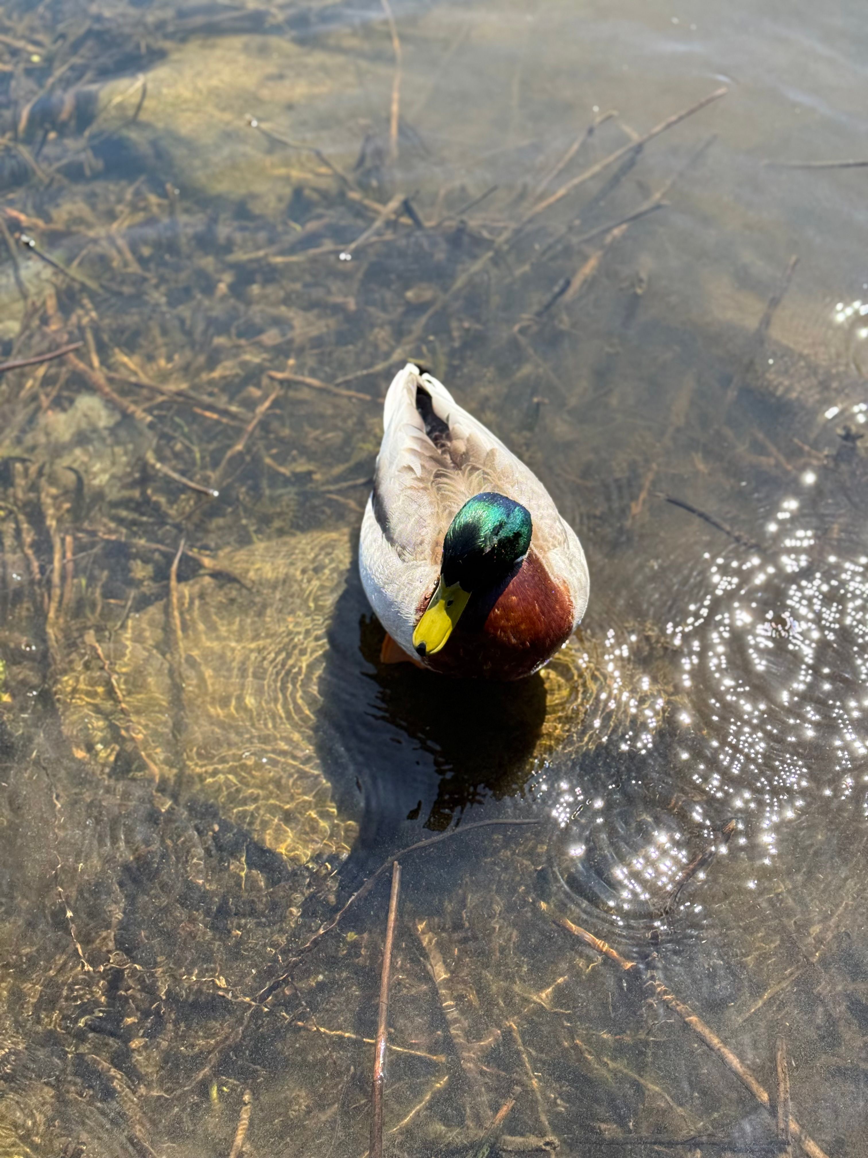 Fluffy Duck Photos, Download The BEST Free Fluffy Duck Stock Photos ...