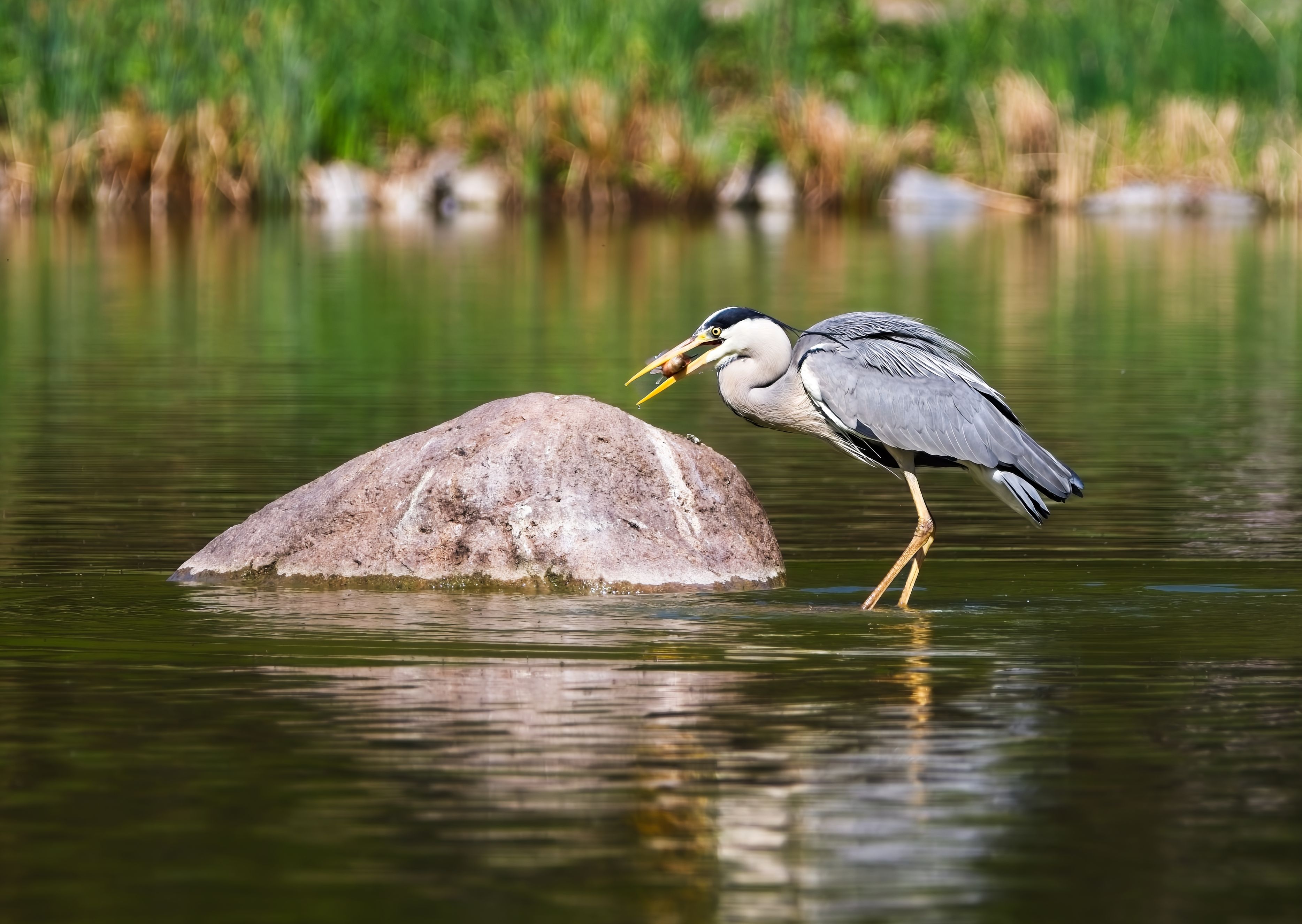 Grey Heron Hunting Fish in Salzgitter Pond · Free Stock Photo