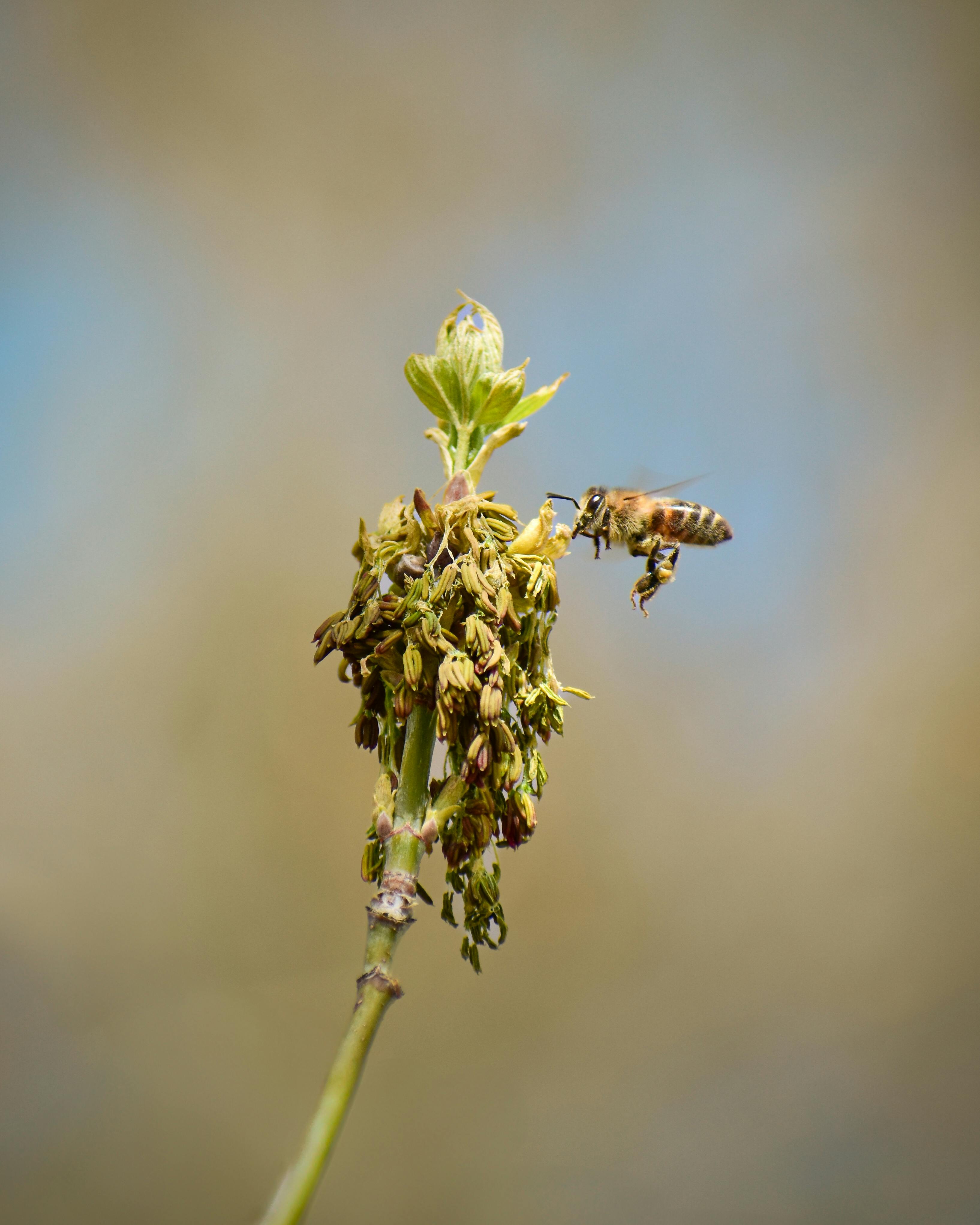 Honey Bee Pollinating on a Tree Branch Close-Up · Free Stock Photo