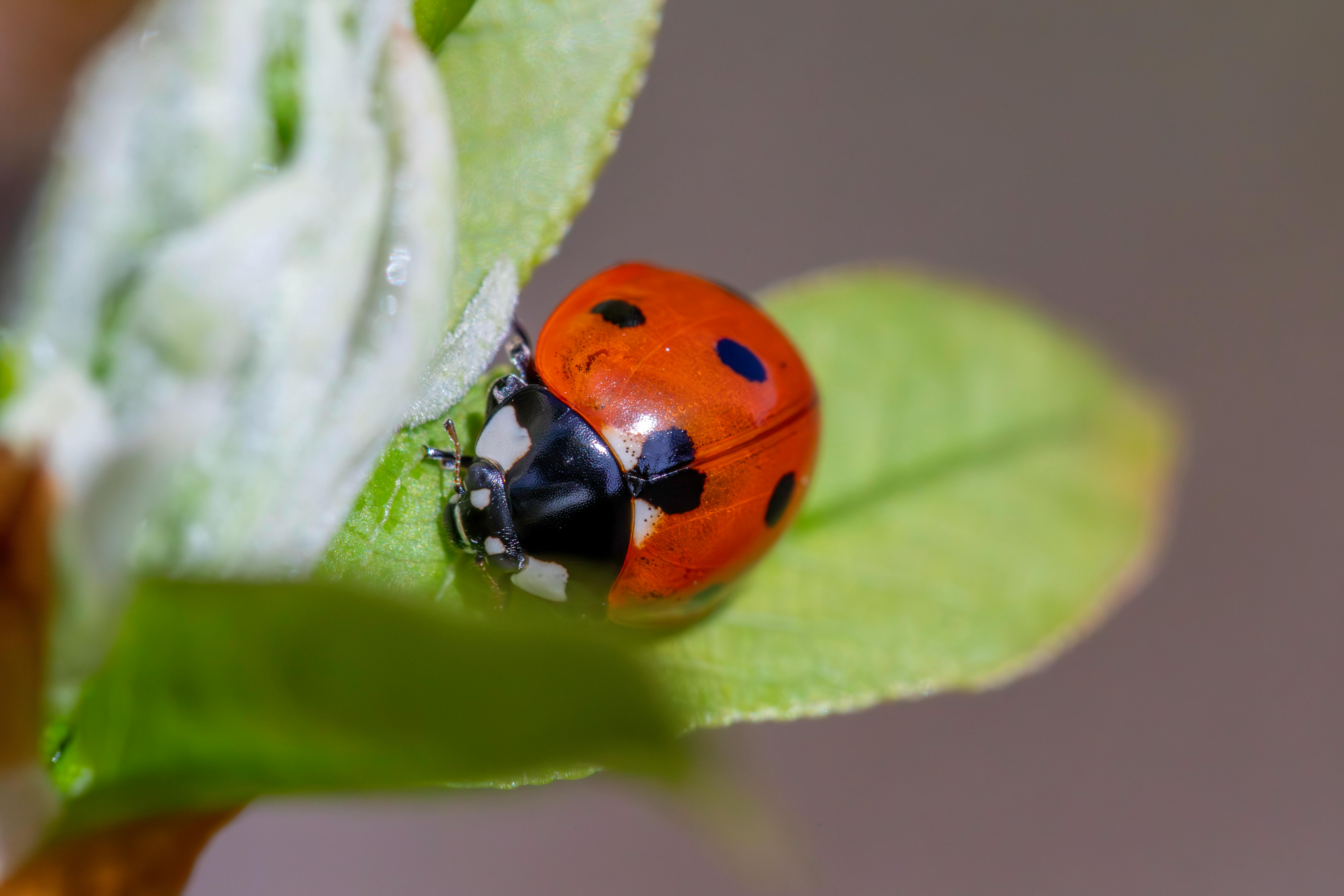 Close-Up of a Seven-Spotted Ladybug on a Leaf · Free Stock Photo