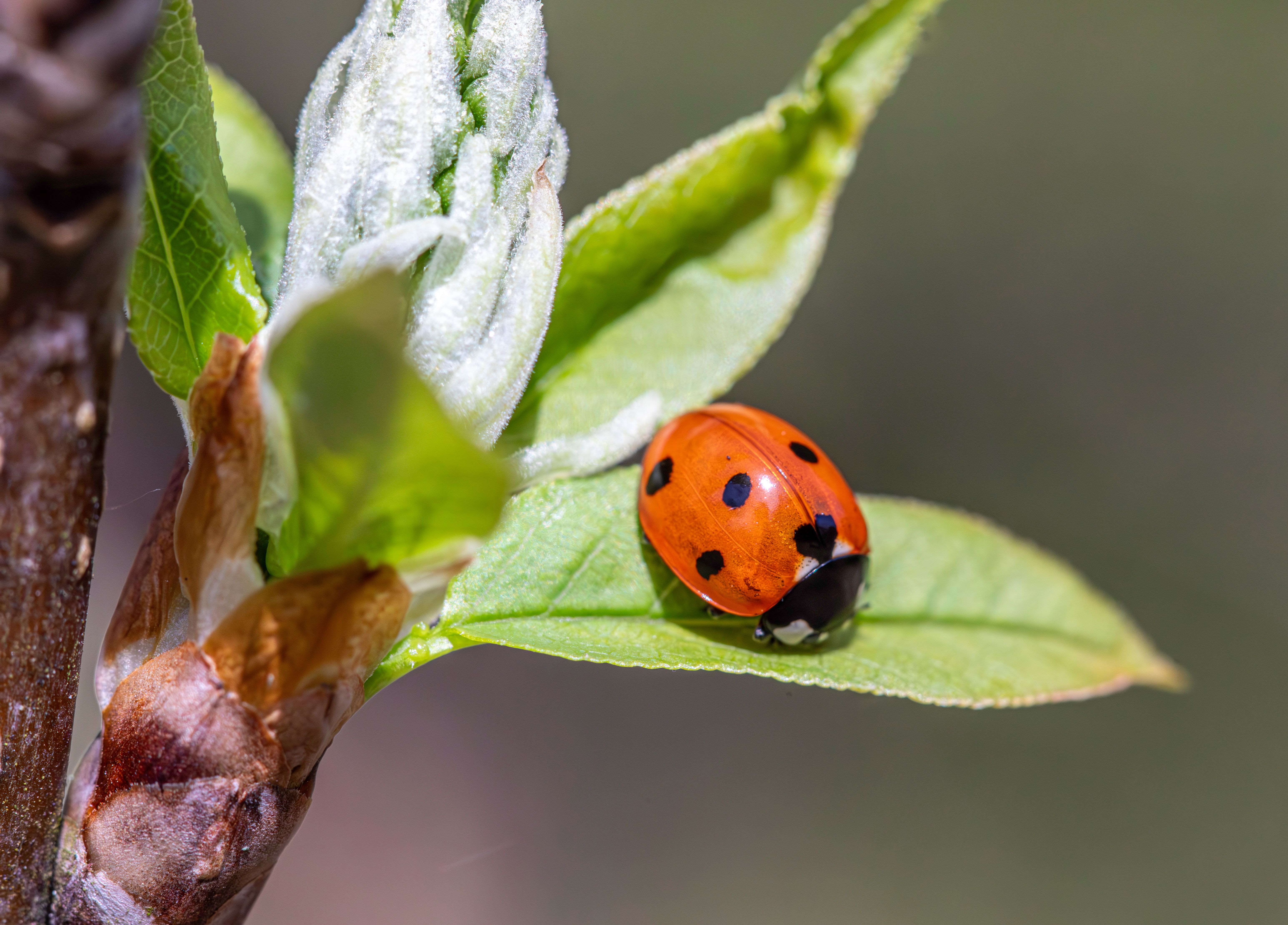 Close-up of a Seven-Spotted Ladybug on Leaf · Free Stock Photo
