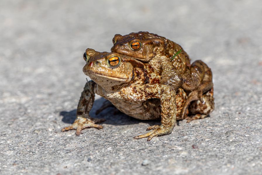 Evolution Amphibians and Their Reproductive Modes Explained