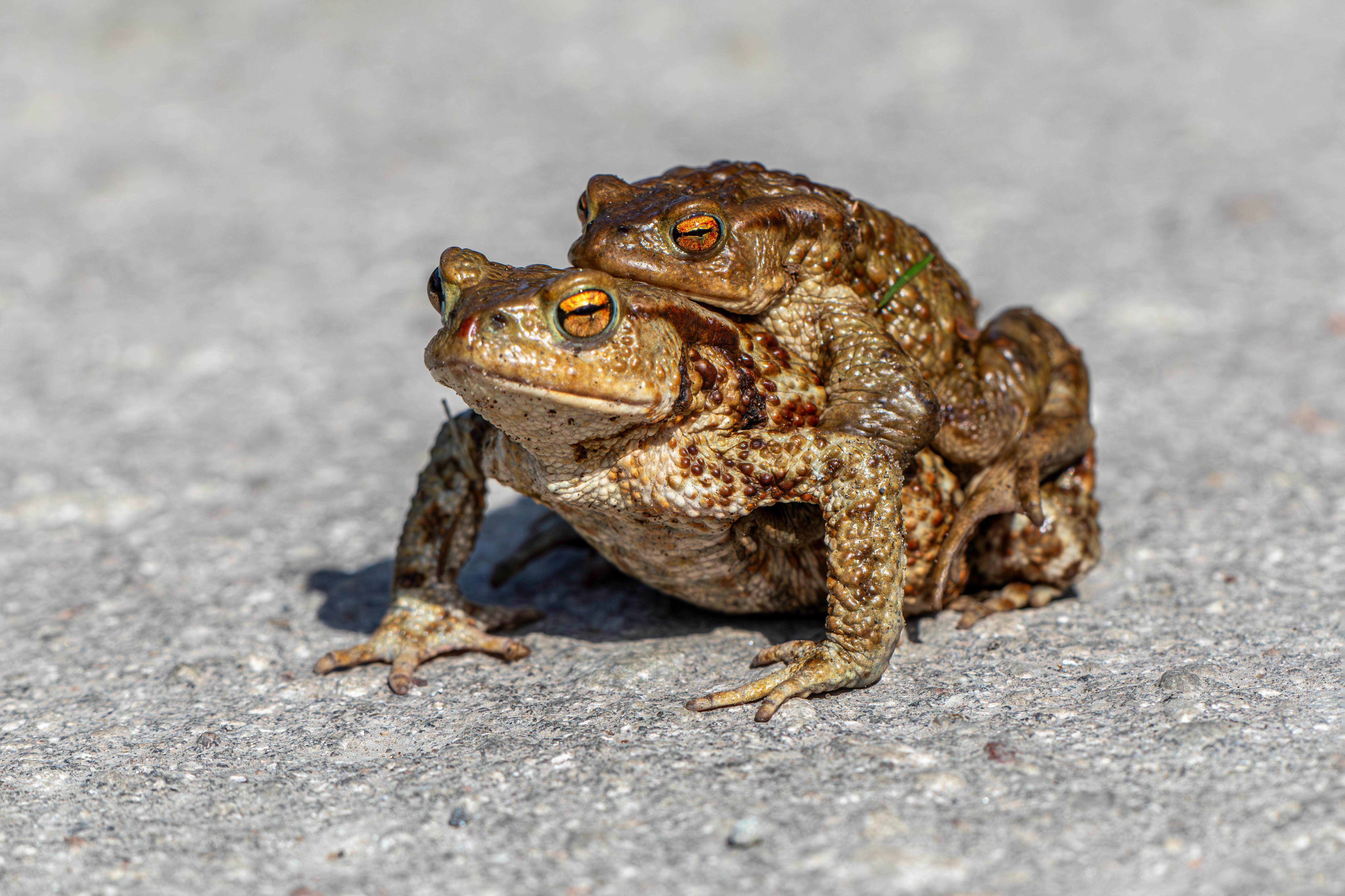 Animated Frogs Photos, Download The BEST Free Animated Frogs Stock ...