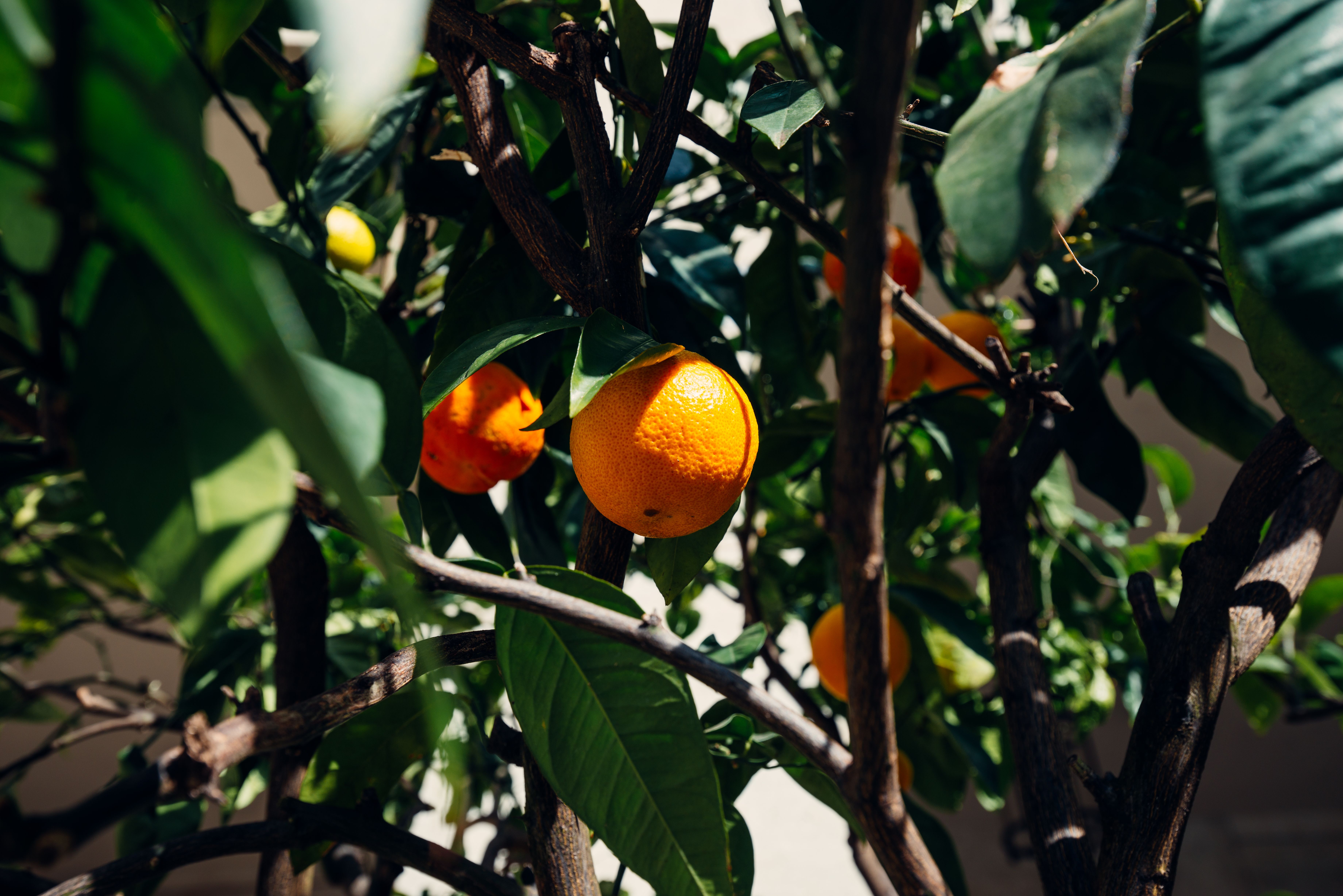 Vibrant Orange Citrus Fruit on Tree in Basel · Free Stock Photo