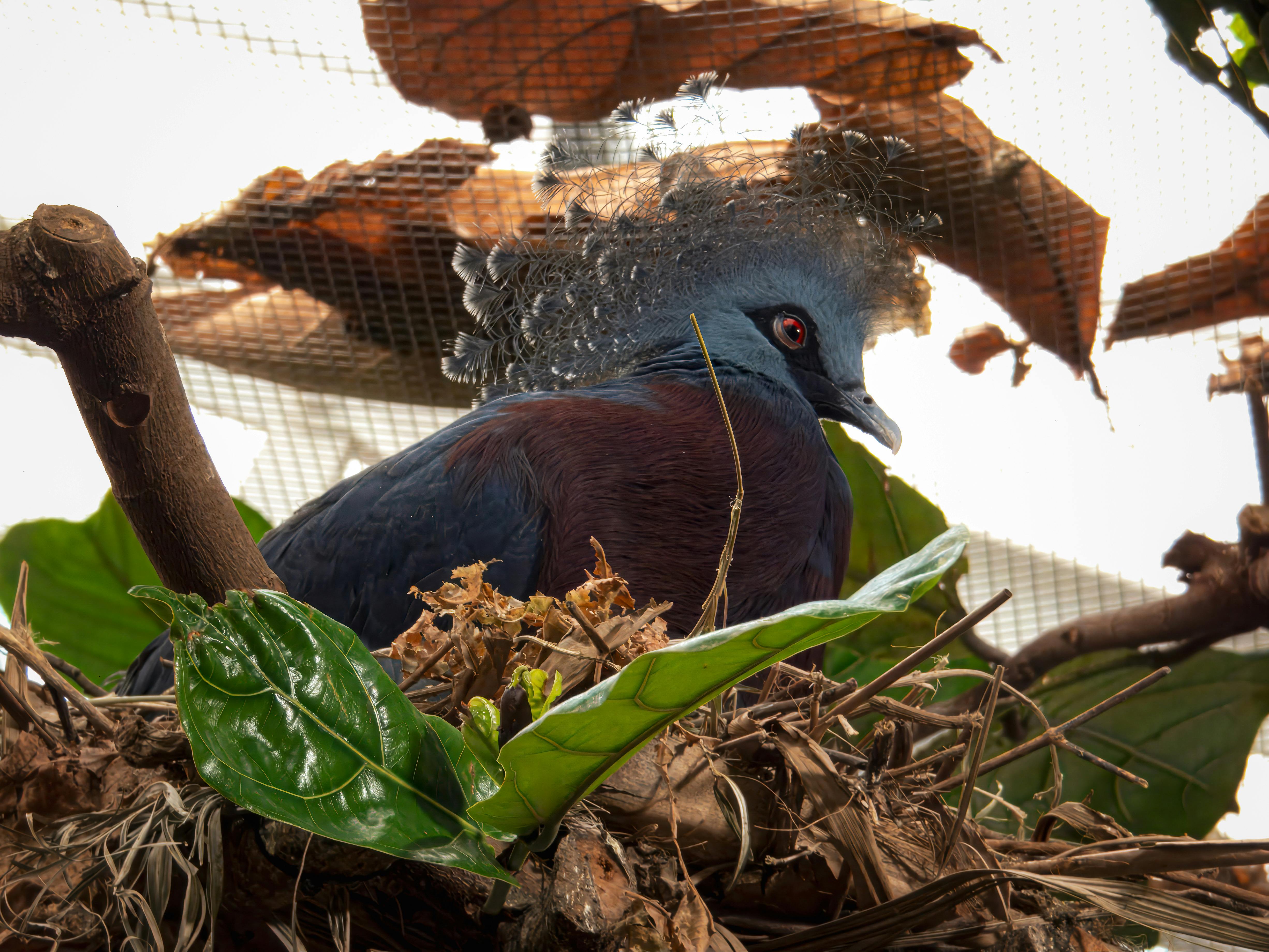 Crowned Pigeon Nesting in a Tropical Habitat · Free Stock Photo