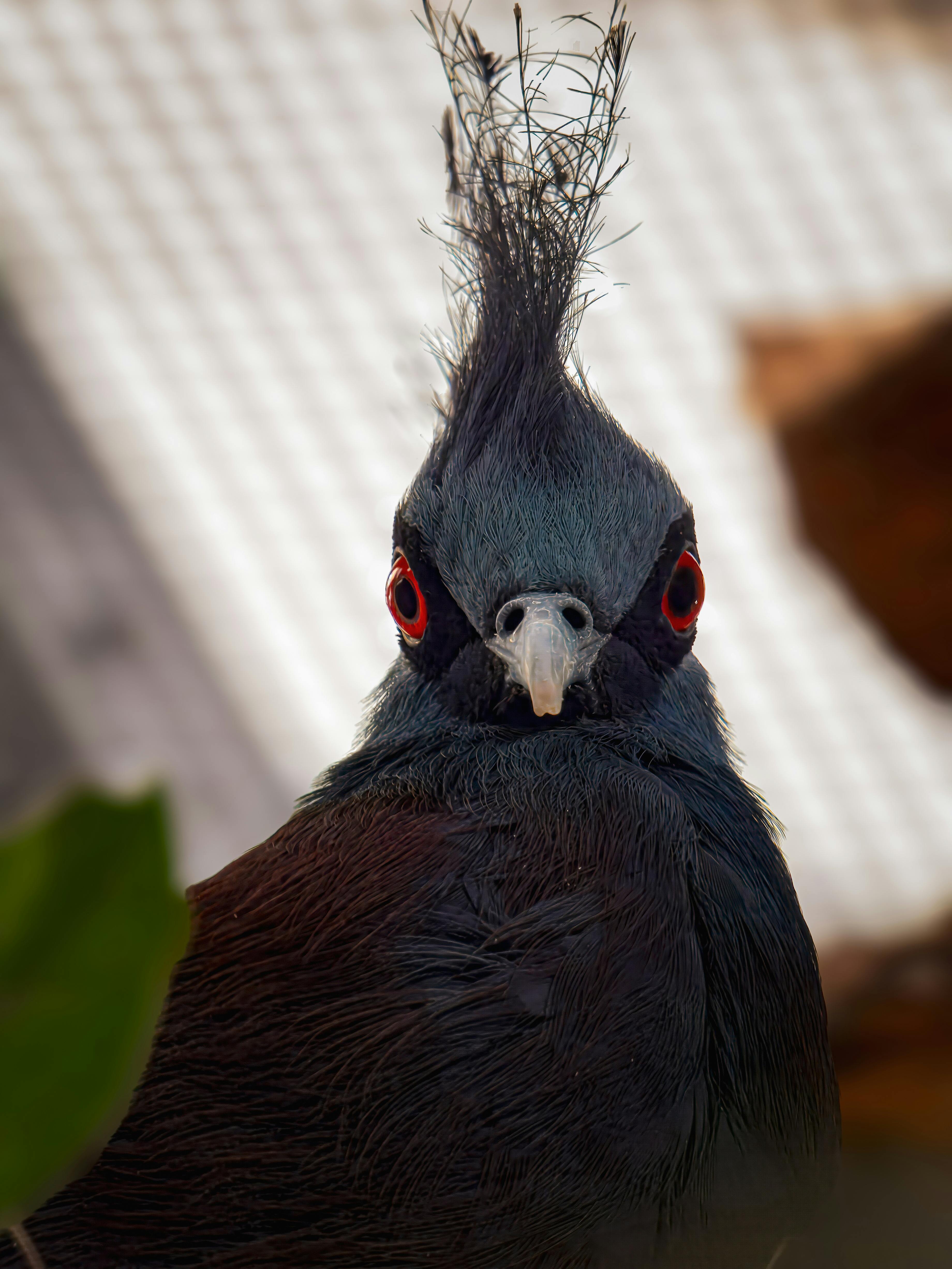 Close-Up of a Regal Crested Bird · Free Stock Photo