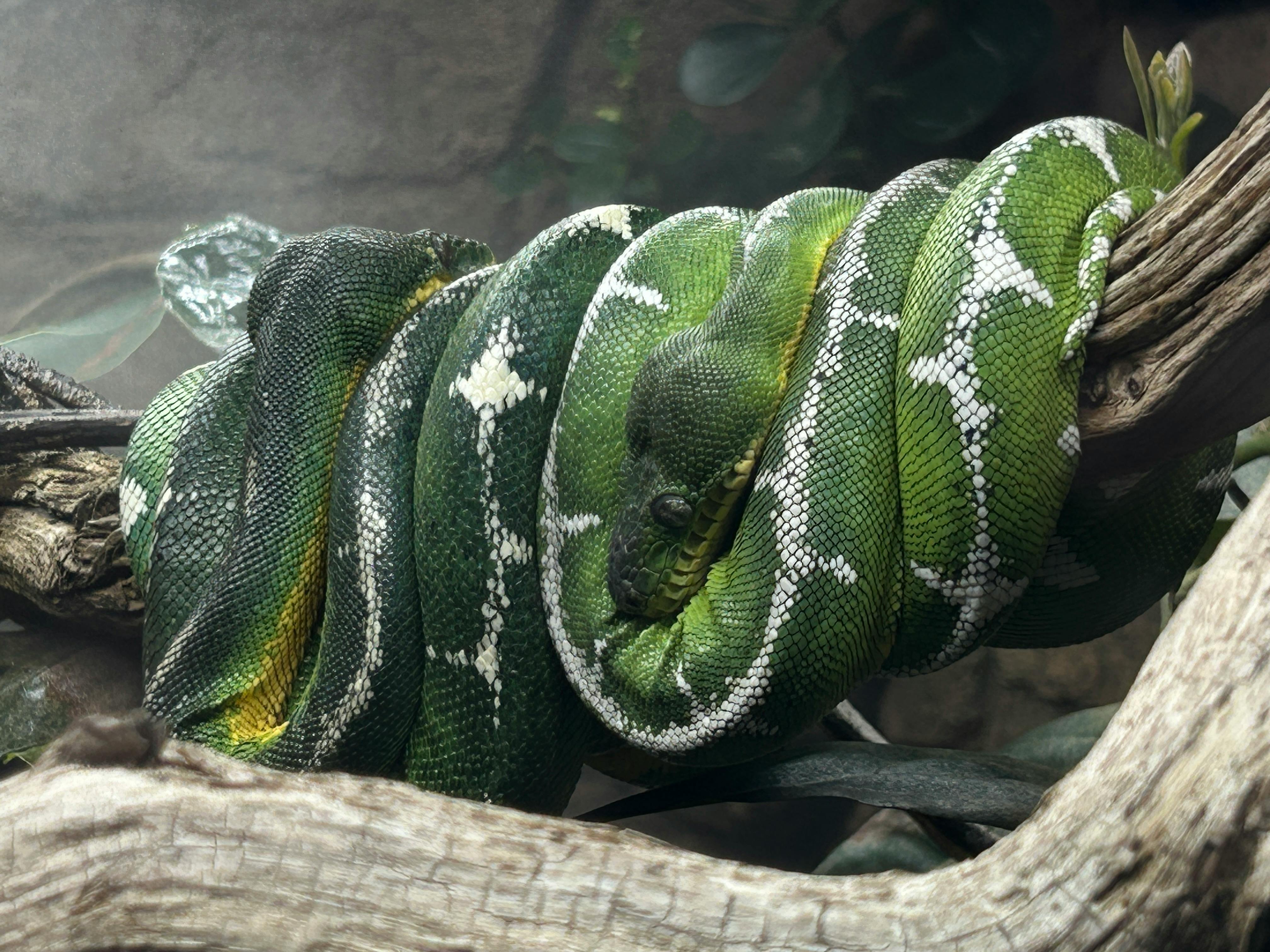 Emerald Tree Boa Coiled on Branch in Captivity · Free Stock Photo