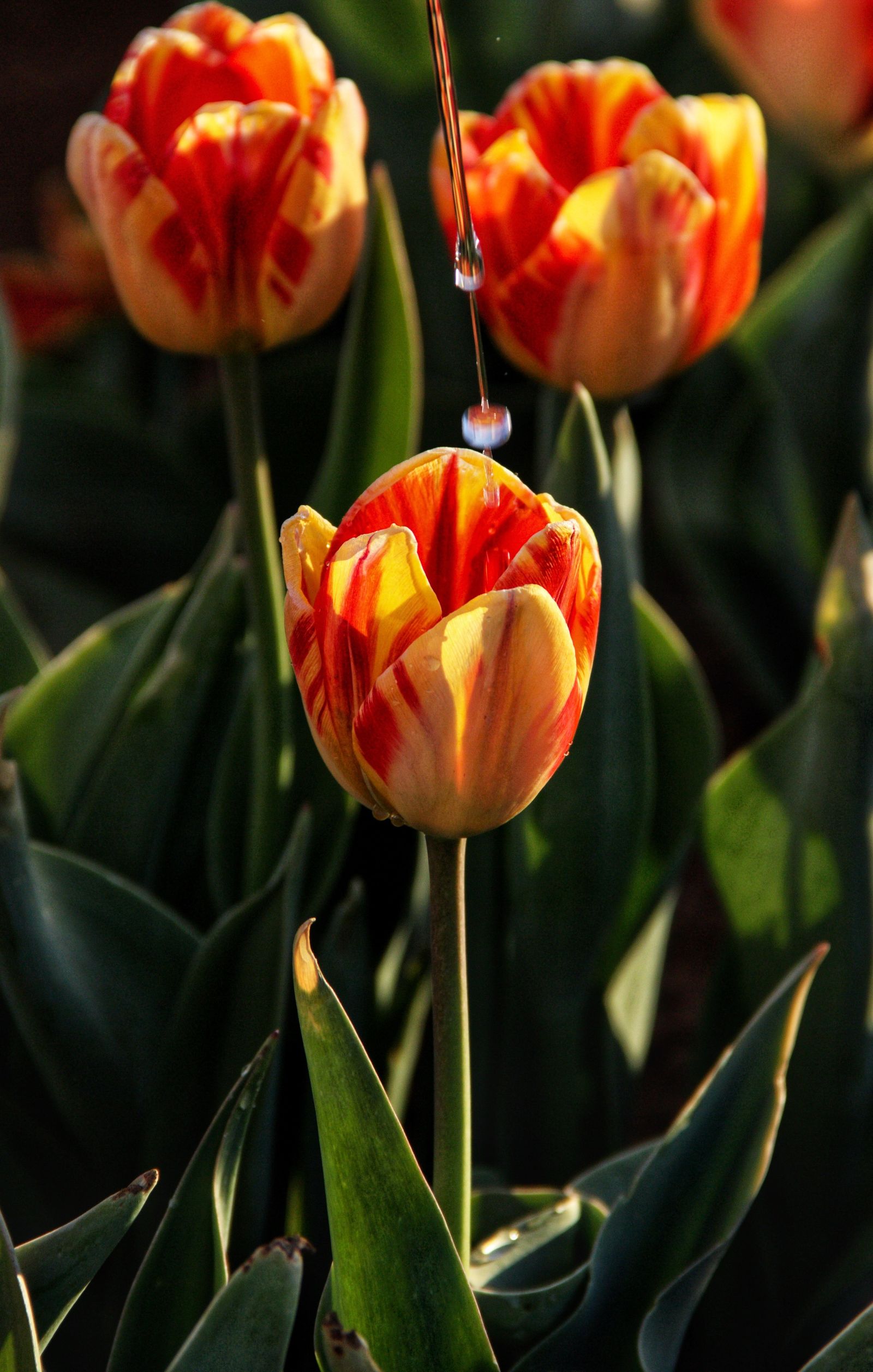 White Tulip Photos, Download The BEST Free White Tulip Stock Photos ...