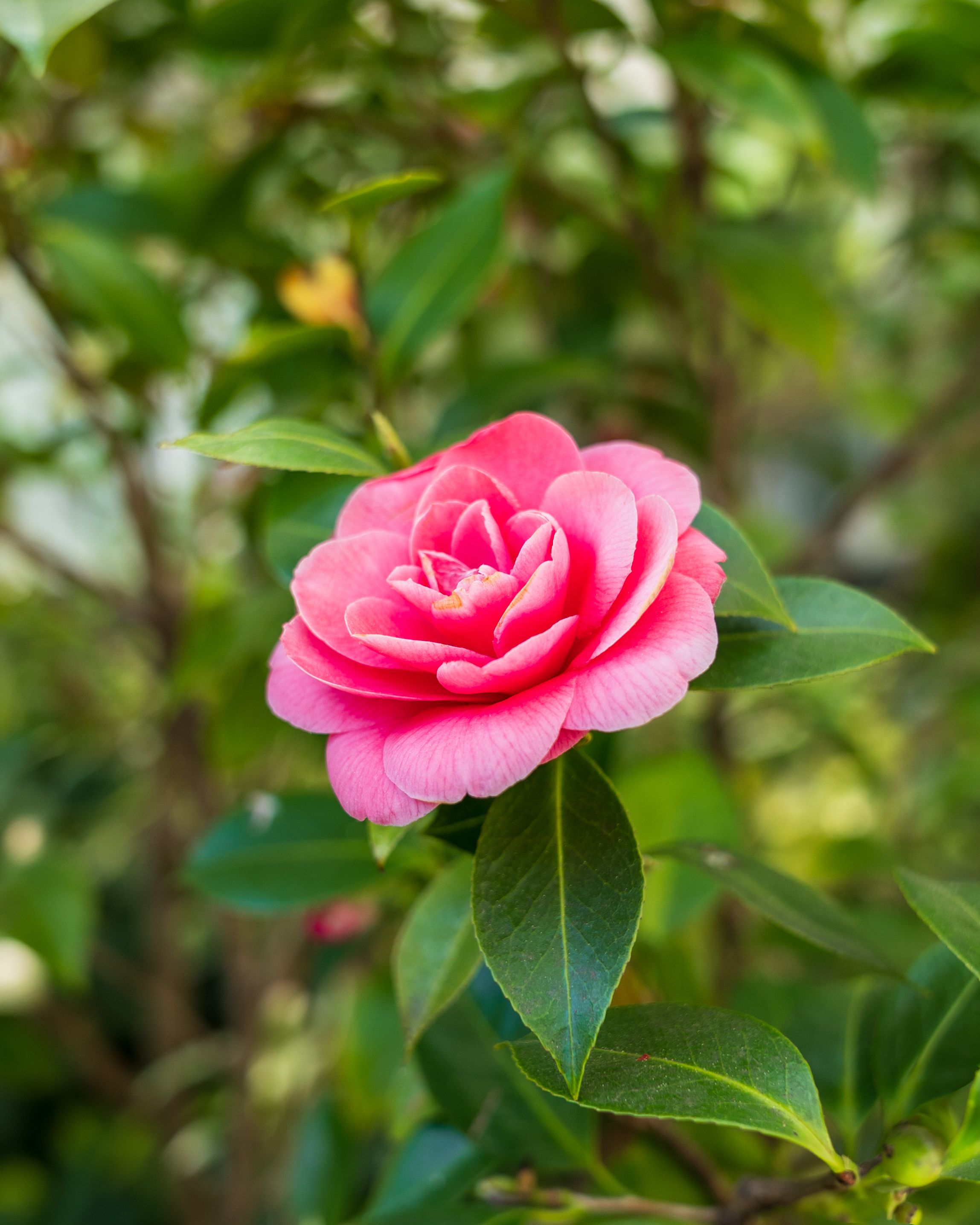 Vibrant Pink Camellia Flower in Bloom · Free Stock Photo