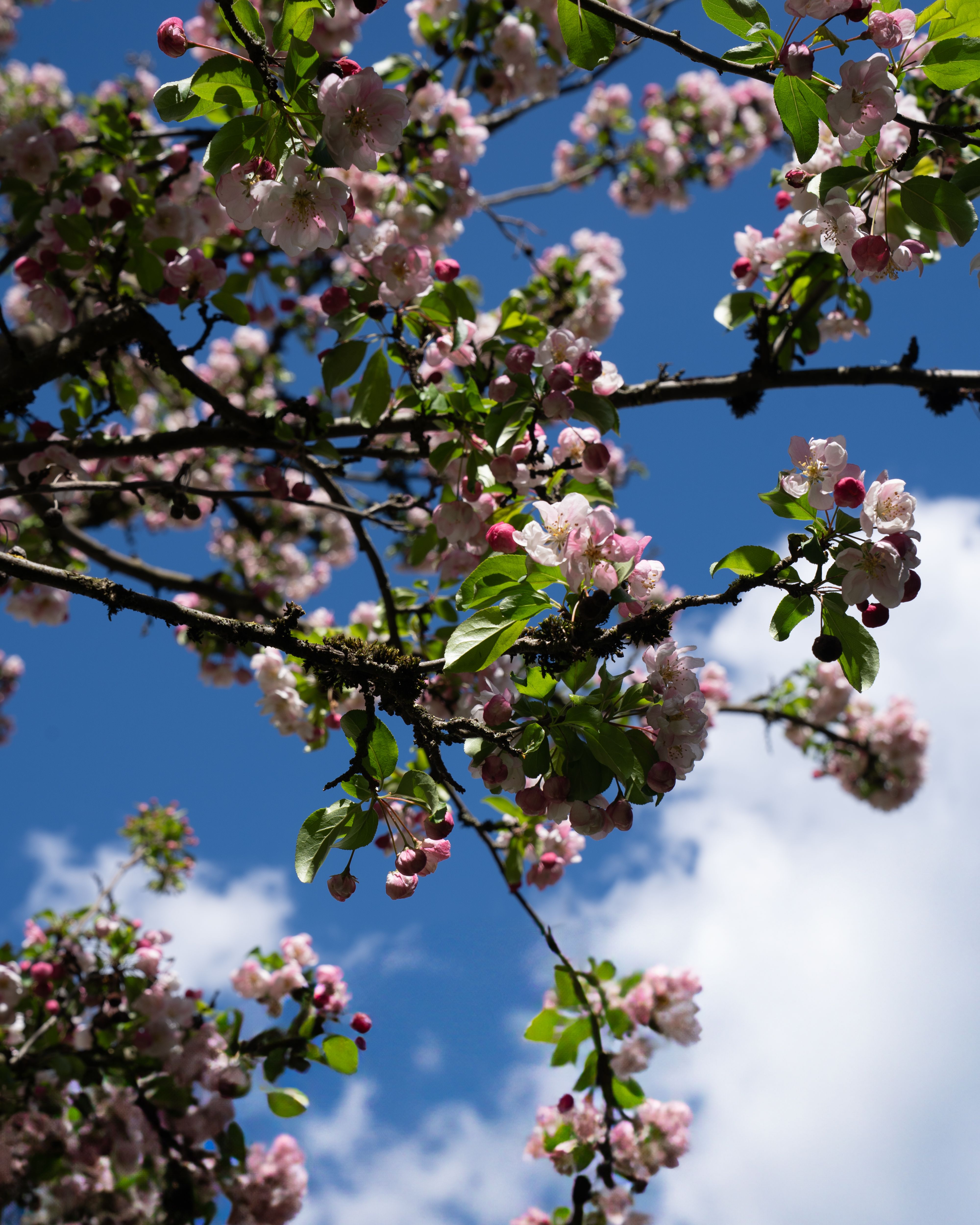 Blooming Spring Apple Blossoms Against Blue Sky · Free Stock Photo