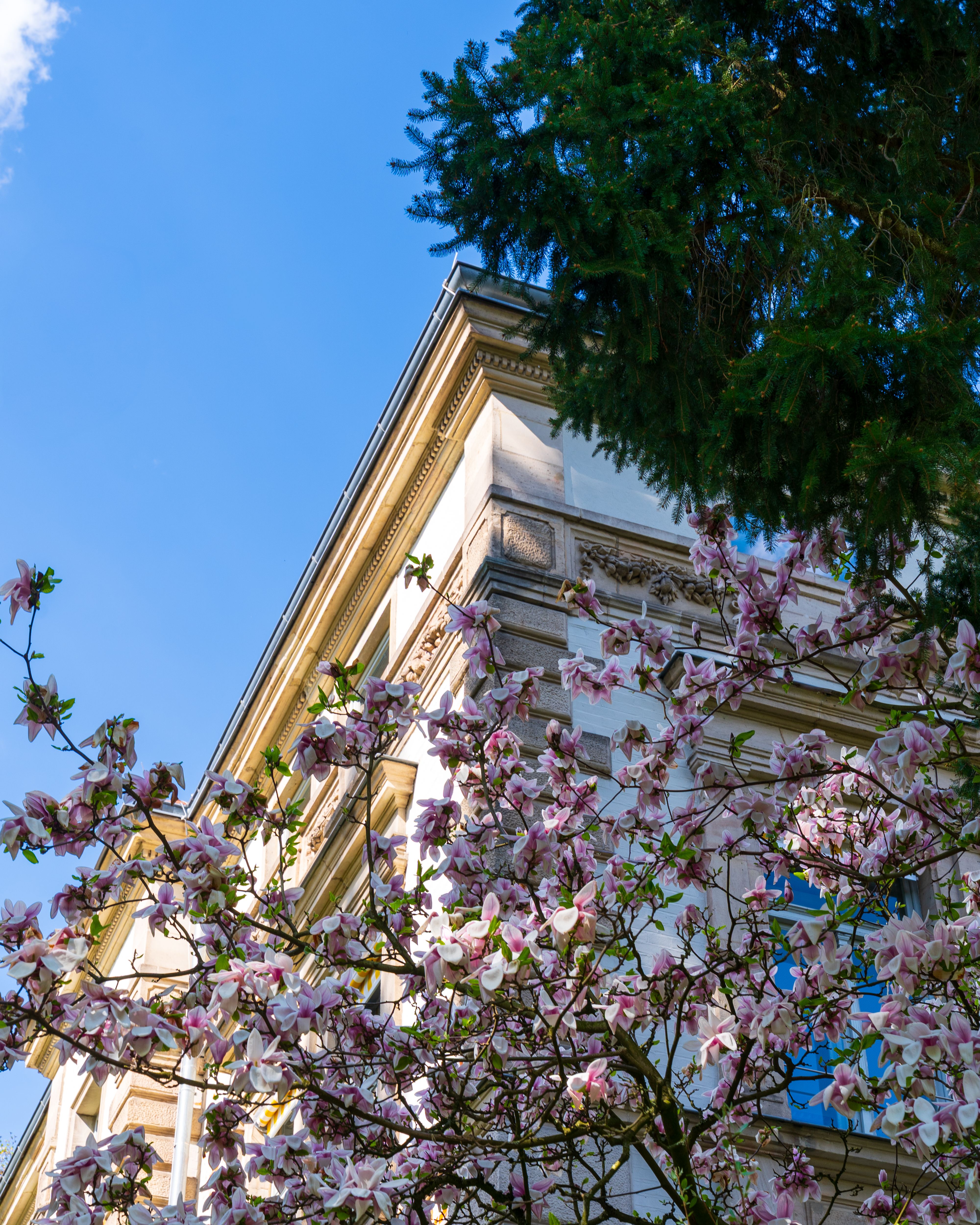 Historic Architecture with Blooming Magnolia · Free Stock Photo