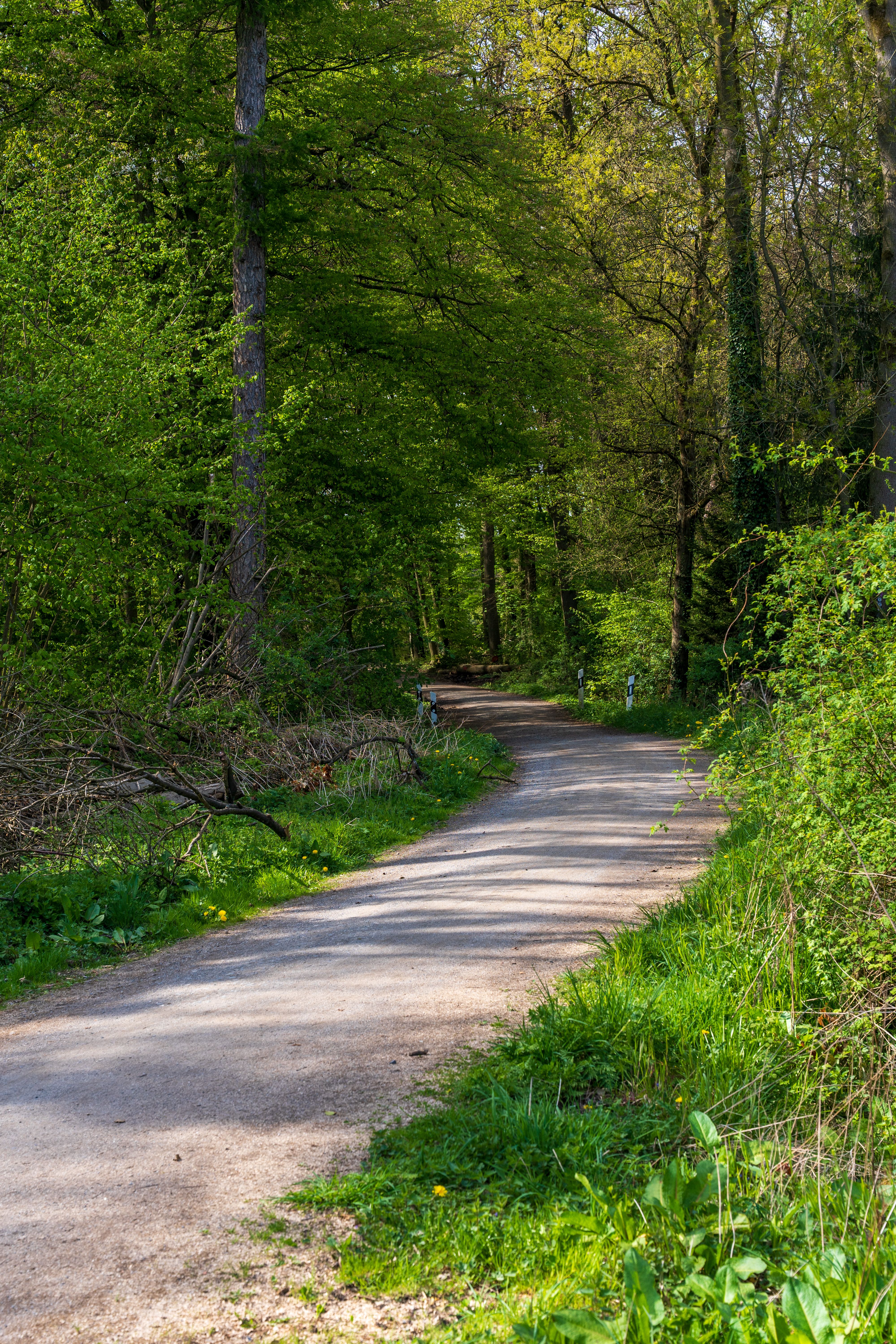 Serene Forest Pathway in Early Spring · Free Stock Photo