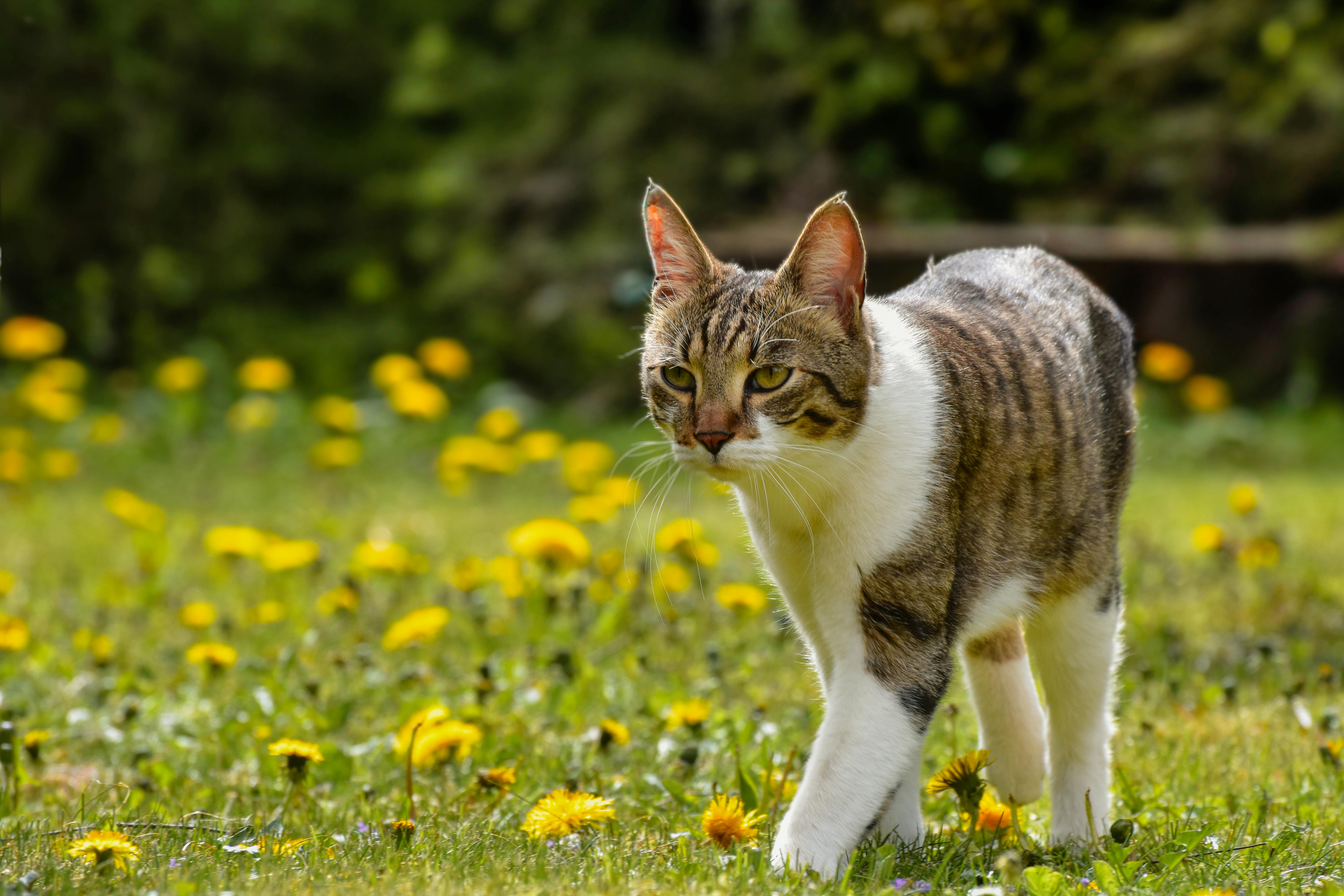 Playful Cat Strolling Through a Vibrant Flower Meadow · Free Stock Photo