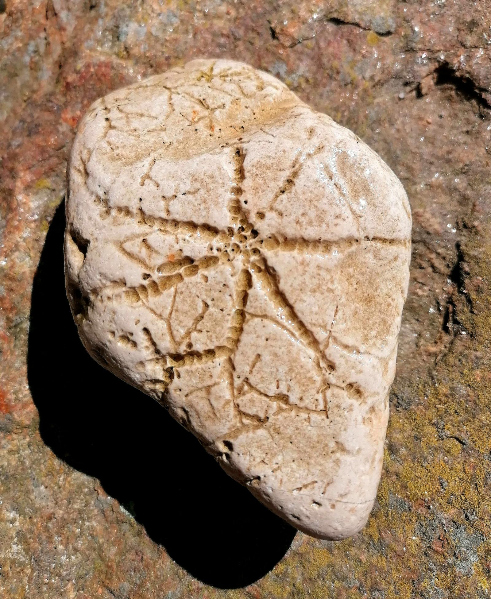 Sedimentary Rock Photos, Download The BEST Free Sedimentary Rock Stock ...