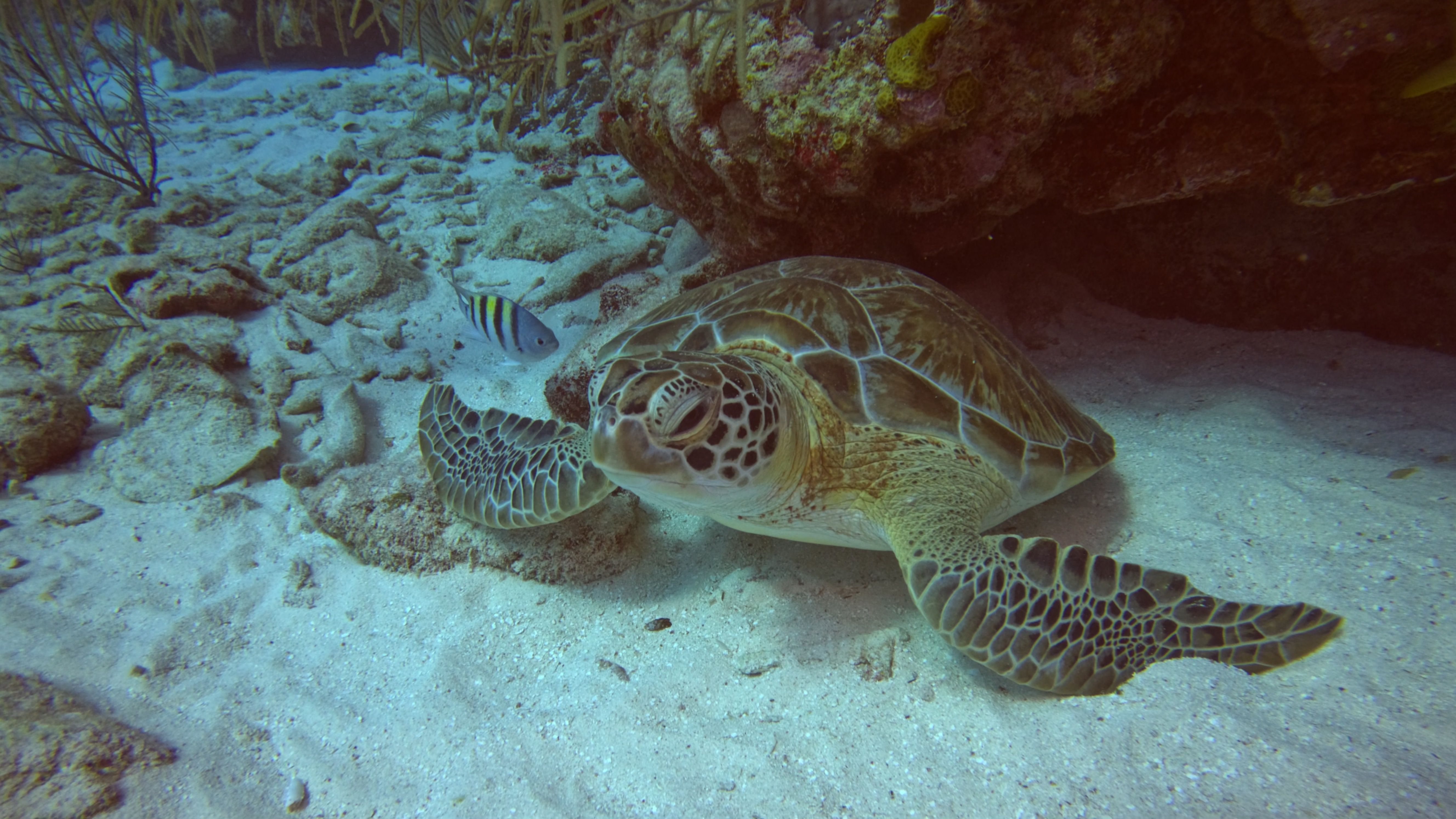 Christmas Coral Photos, Download The BEST Free Christmas Coral Stock ...
