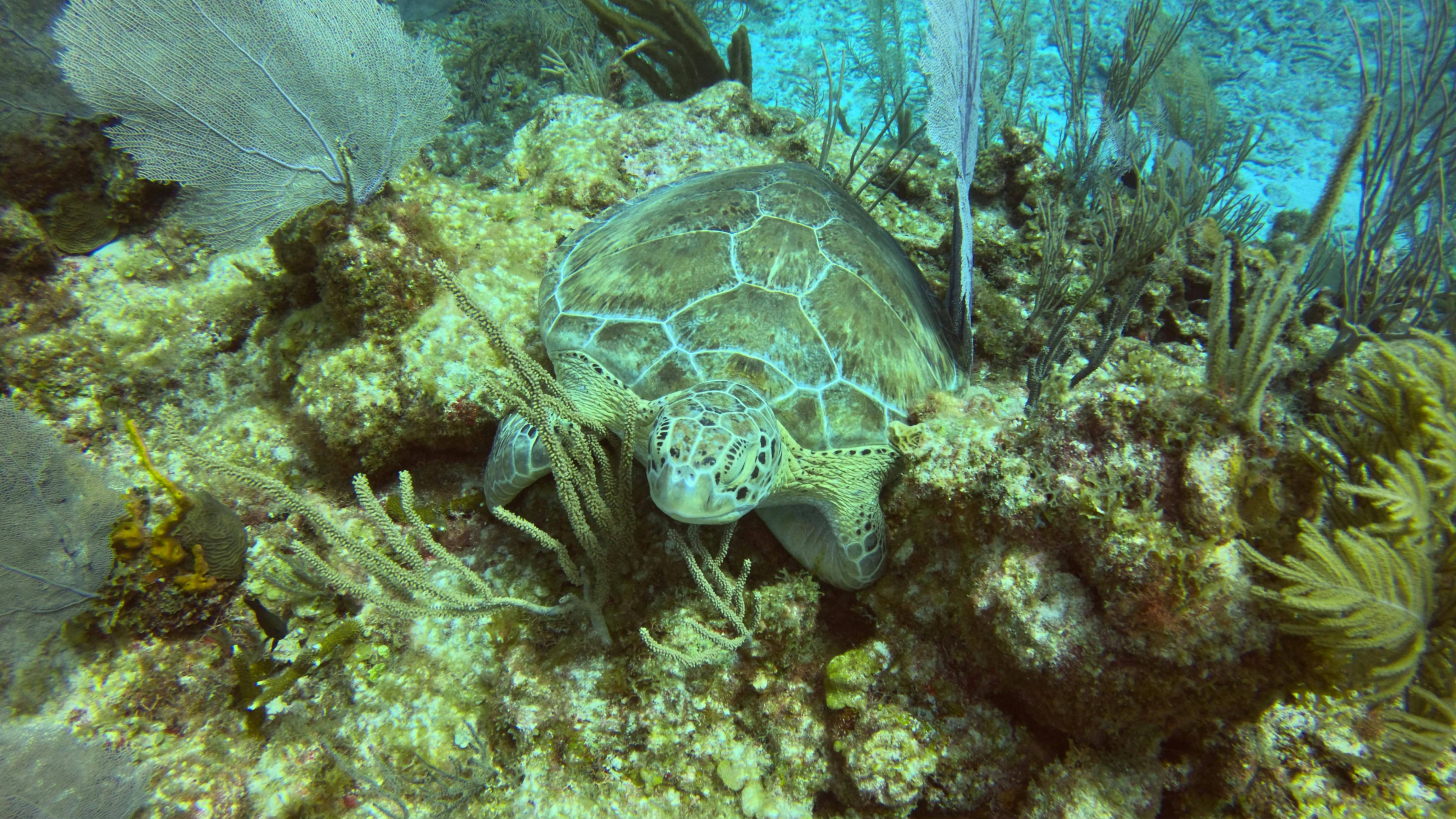 How Much Do Leatherback Sea Turtles Weigh? Full Answer Here