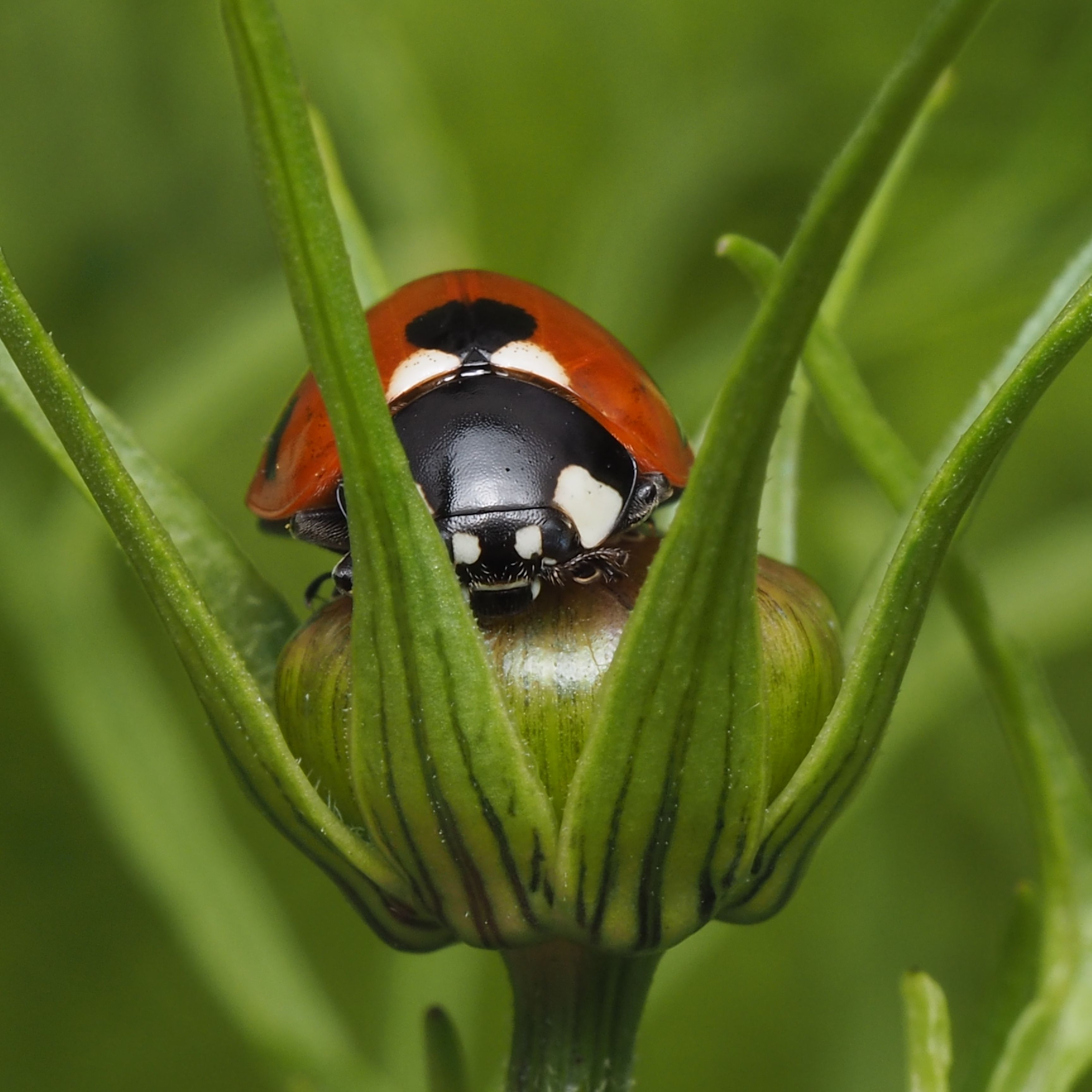 Close-Up of Ladybug Resting on Bud · Free Stock Photo