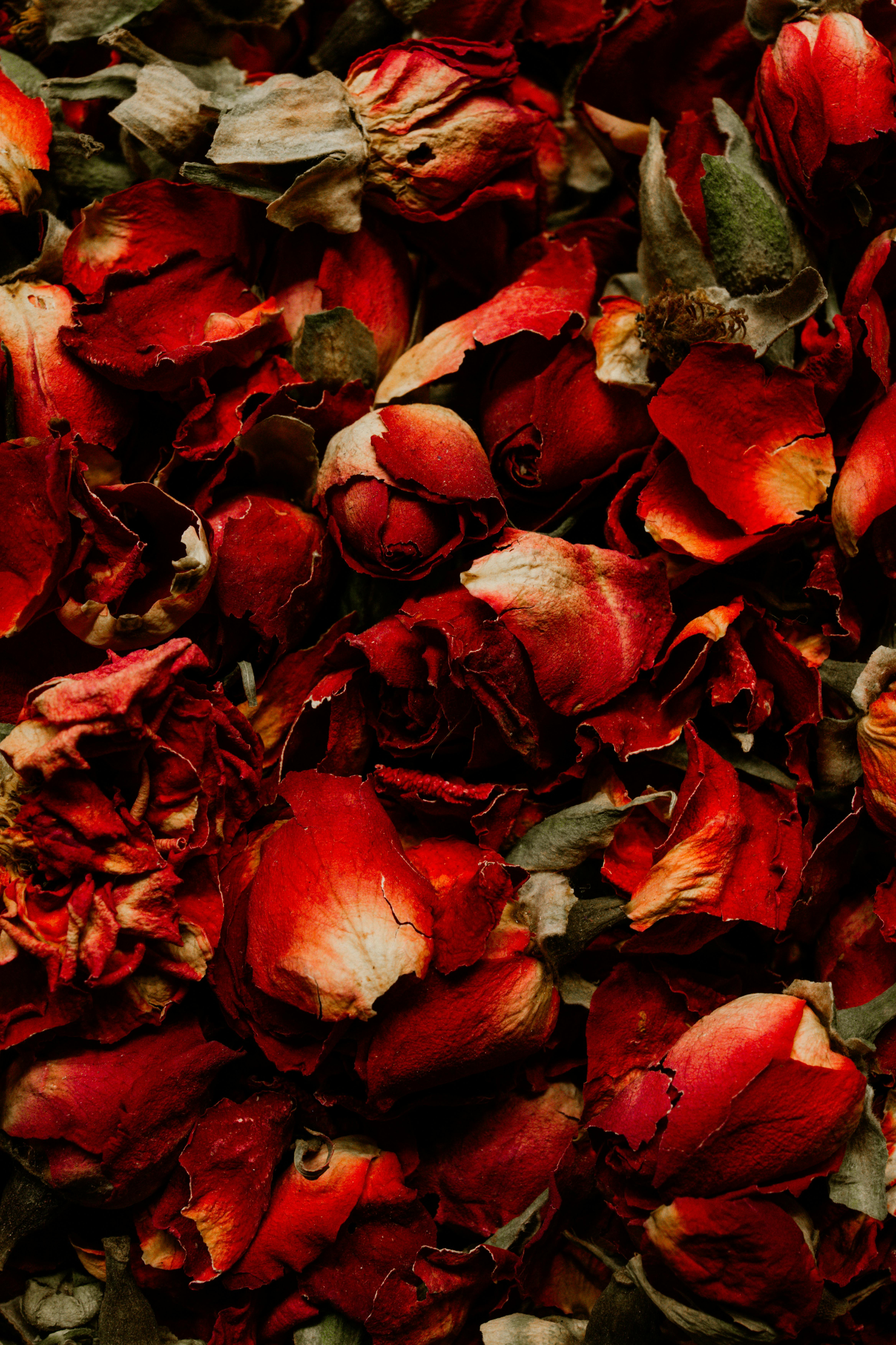Close-up of Dried Red Rose Petals · Free Stock Photo