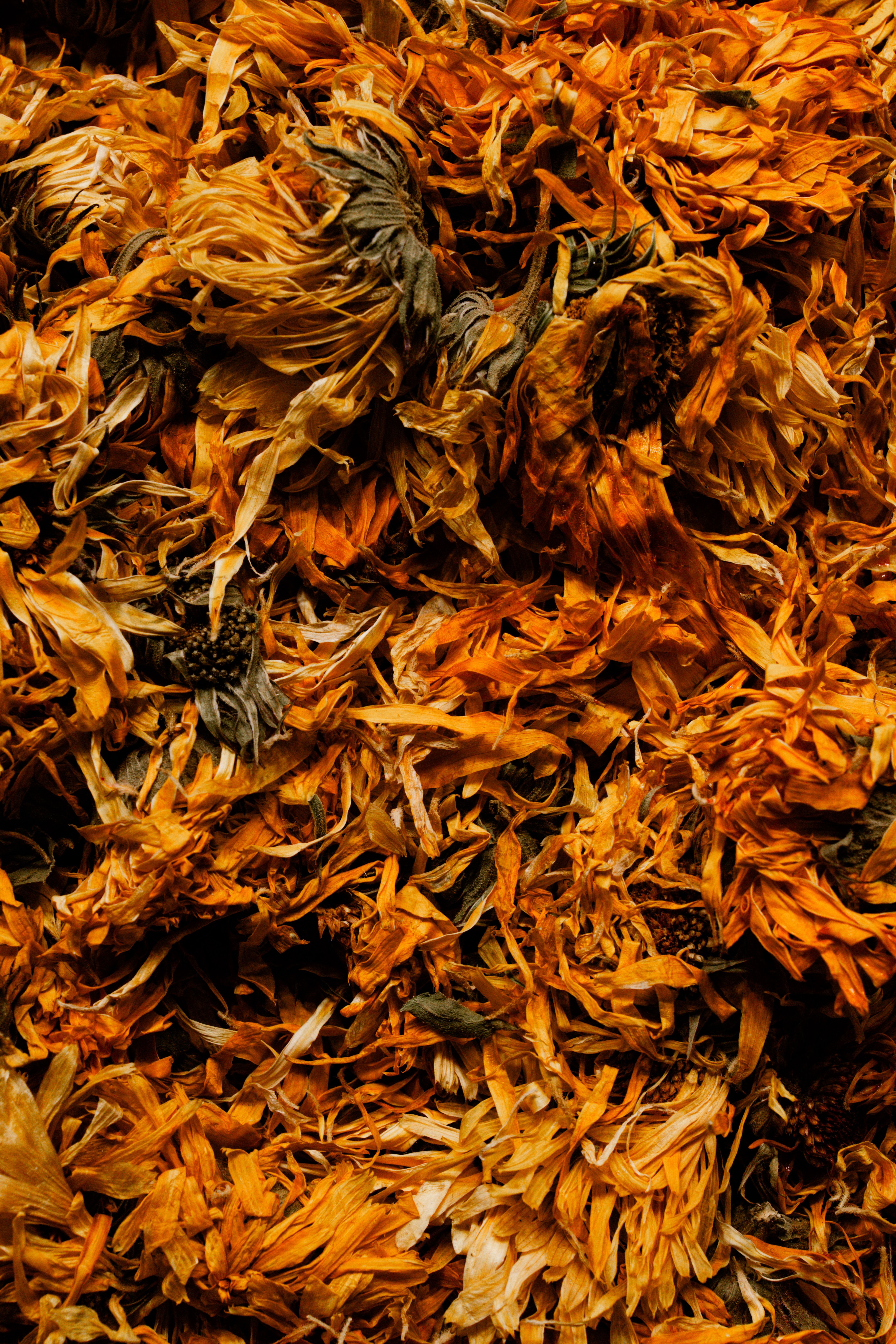 Detailed Close-up of Dried Orange Marigold Petals · Free Stock Photo