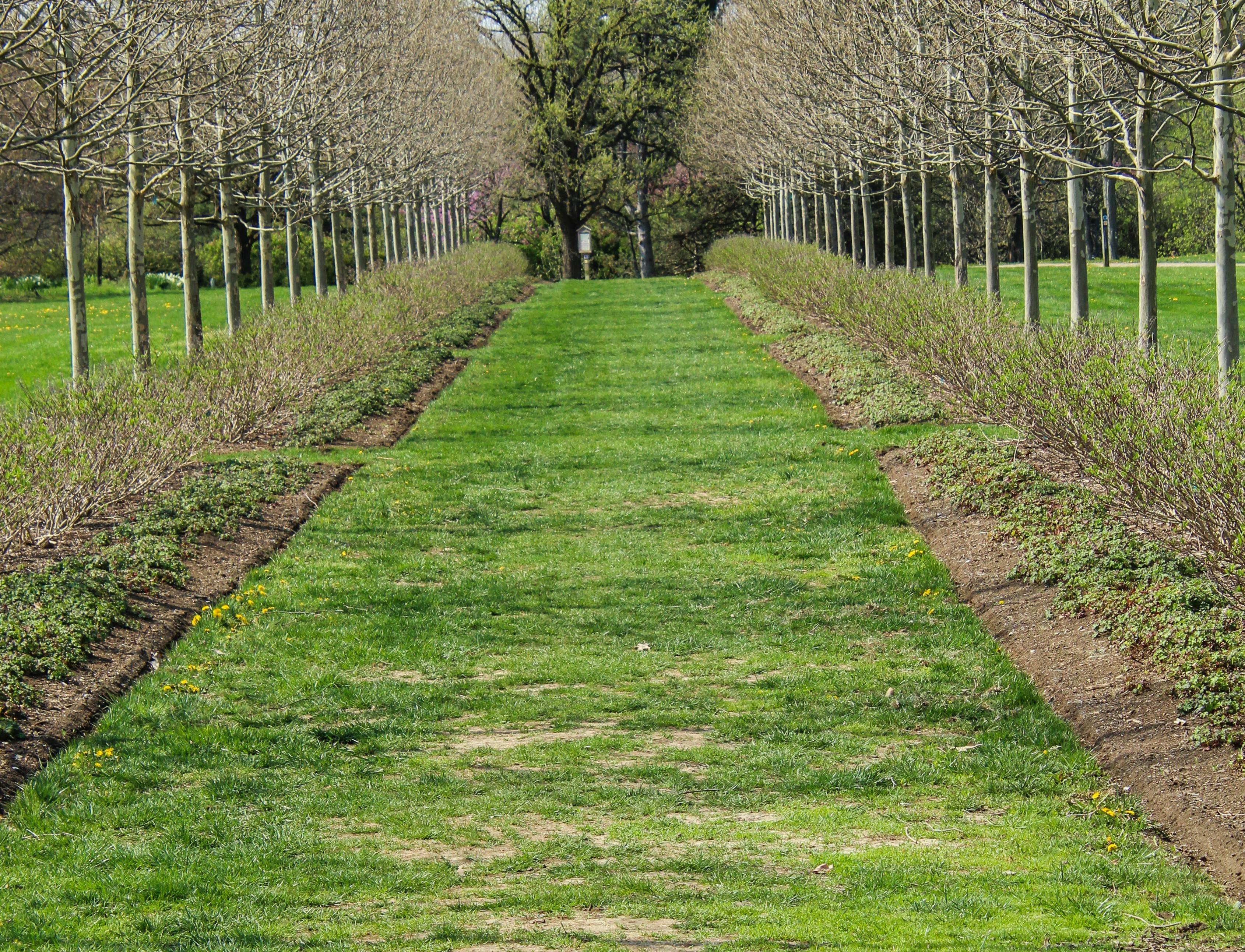 Serene Tree-Lined Pathway in Spring · Free Stock Photo