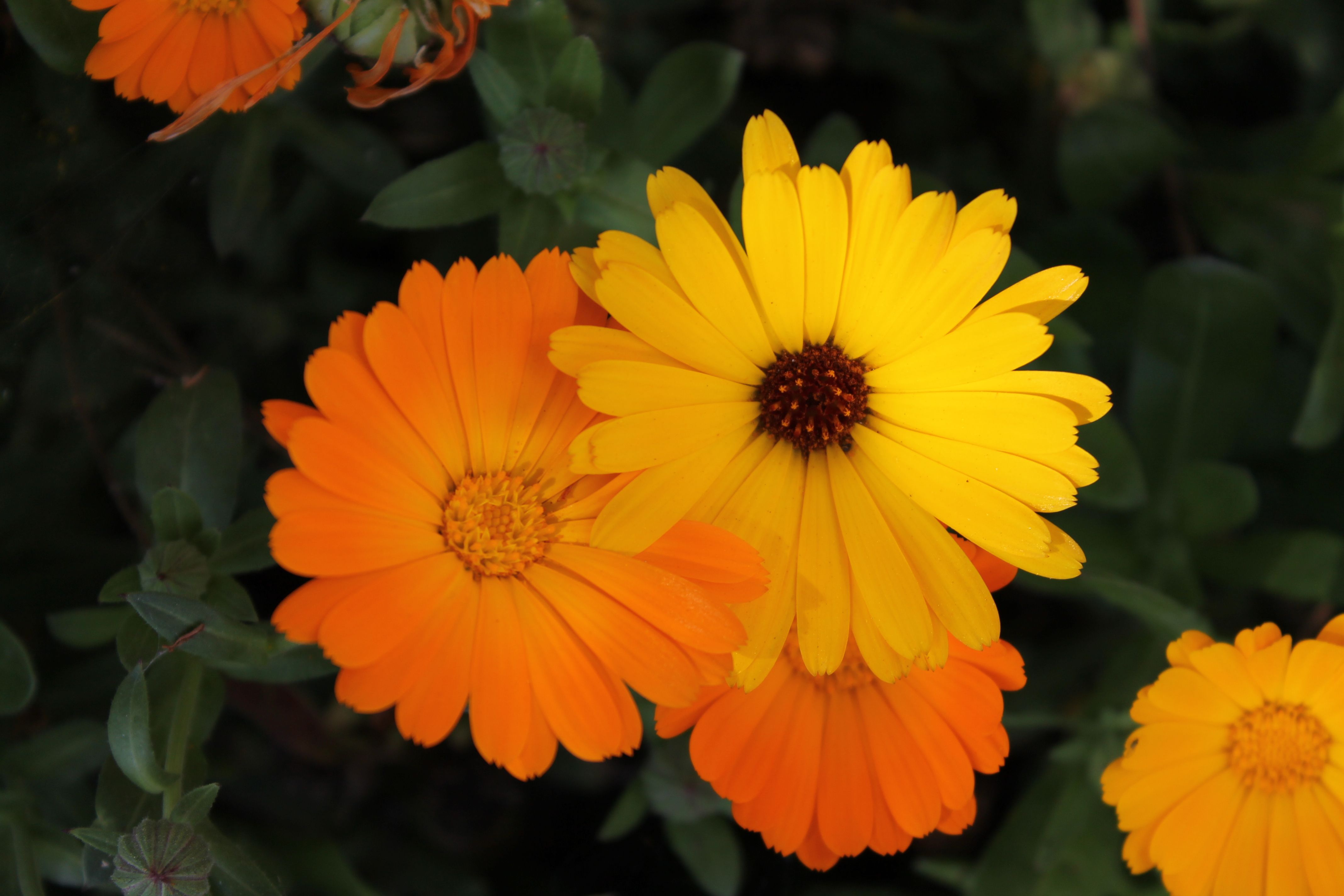 Vibrant Calendula Flowers in Bloom Outdoors · Free Stock Photo