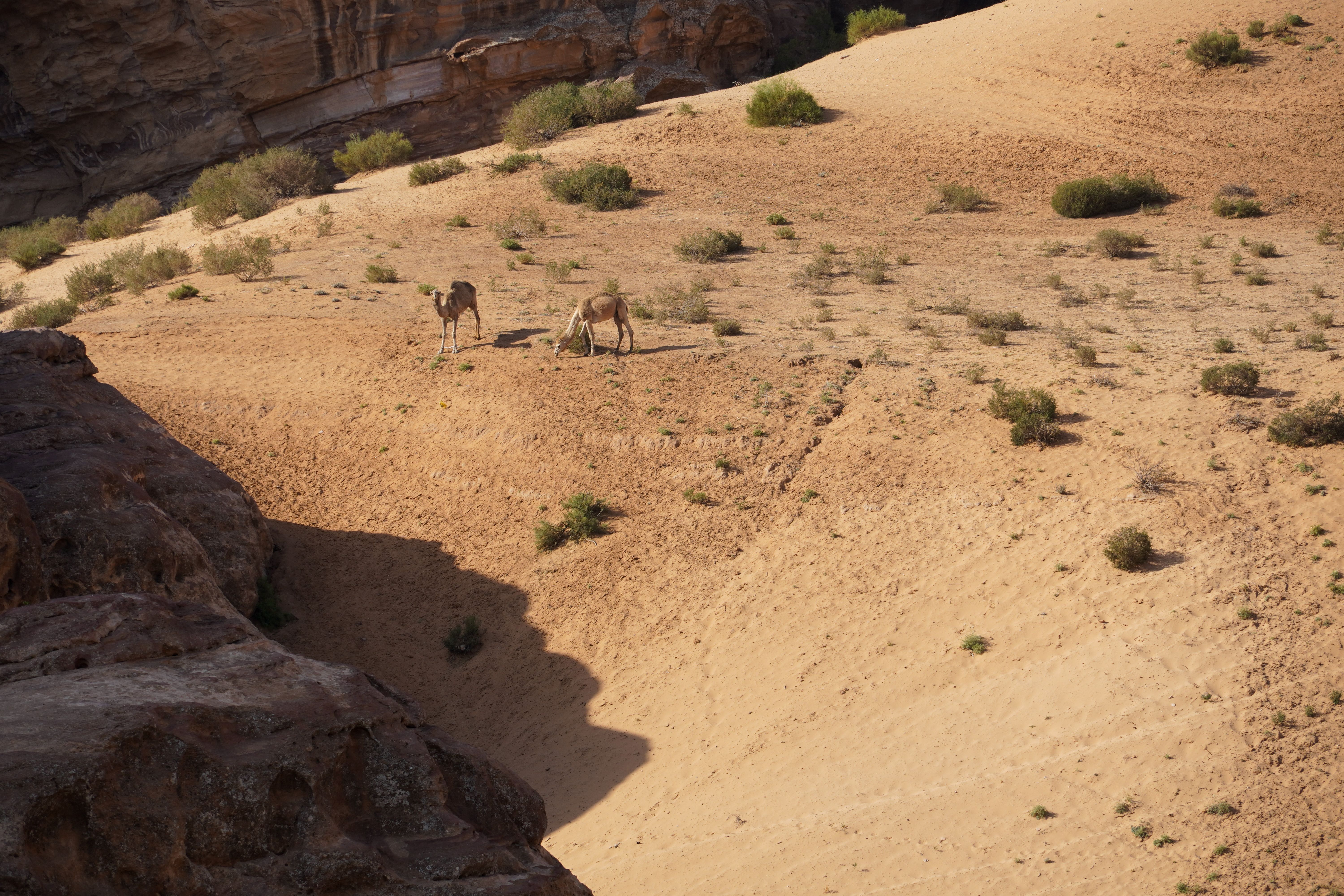 Camels Grazing in the Arid Desert Landscape · Free Stock Photo