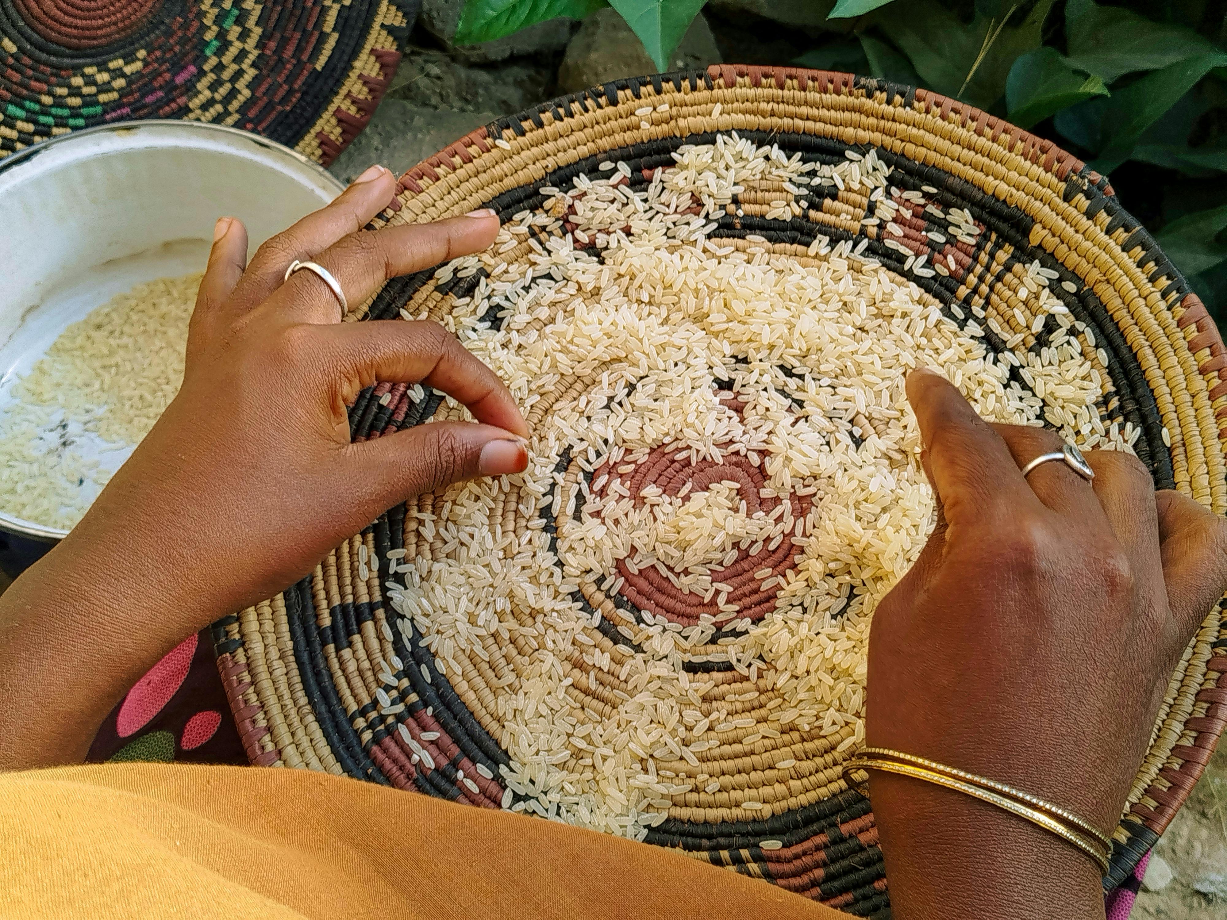 Traditional Rice Sorting in Nigerian Village · Free Stock Photo