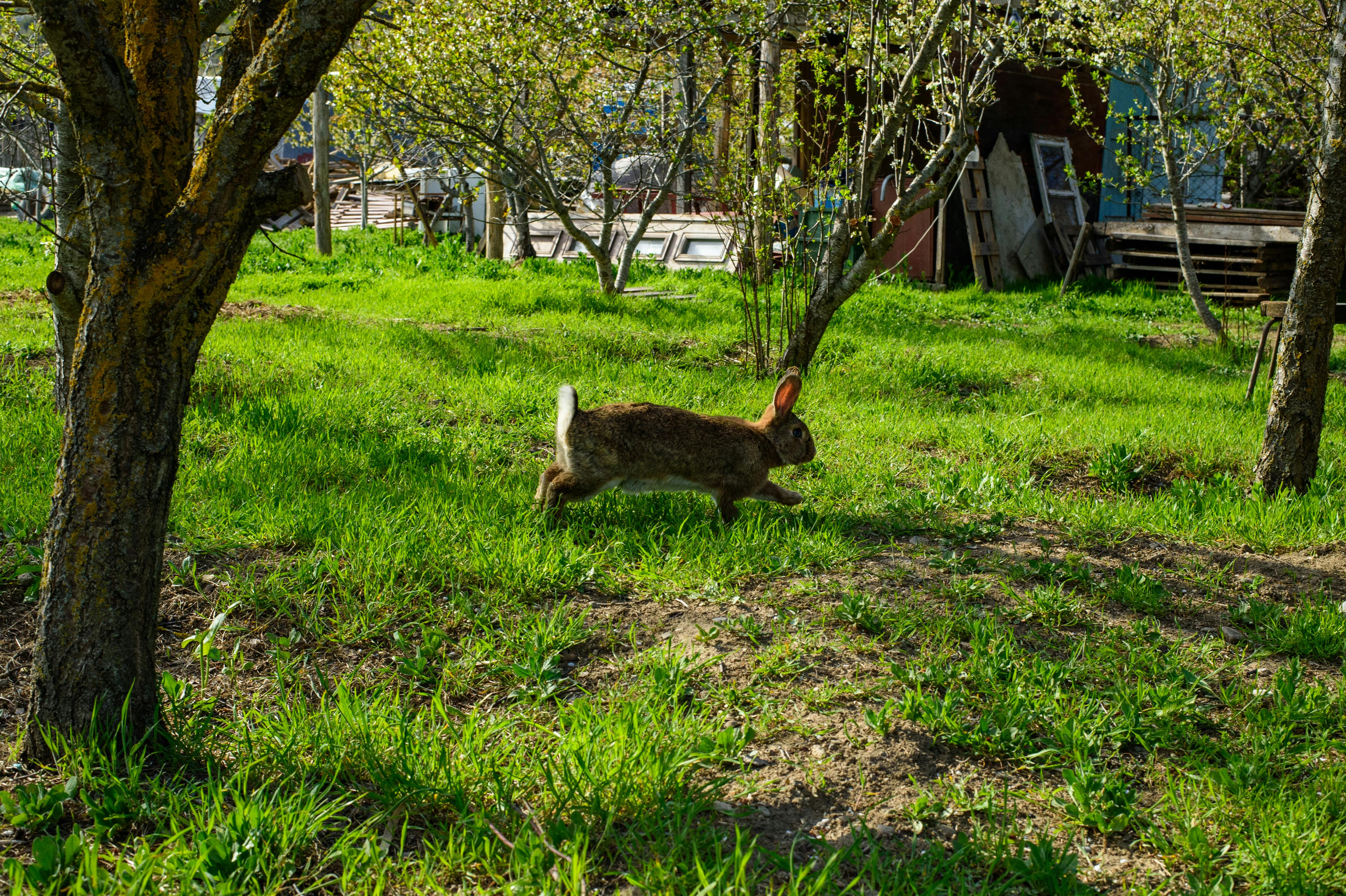 Rabbit Walpaper Photos, Download The BEST Free Rabbit Walpaper Stock ...