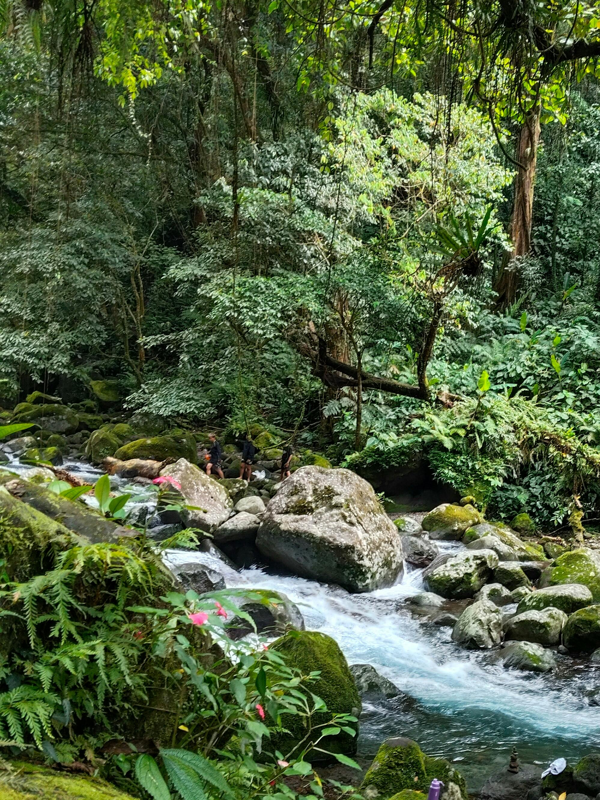 Tranquil Forest Stream in the Philippines · Free Stock Photo
