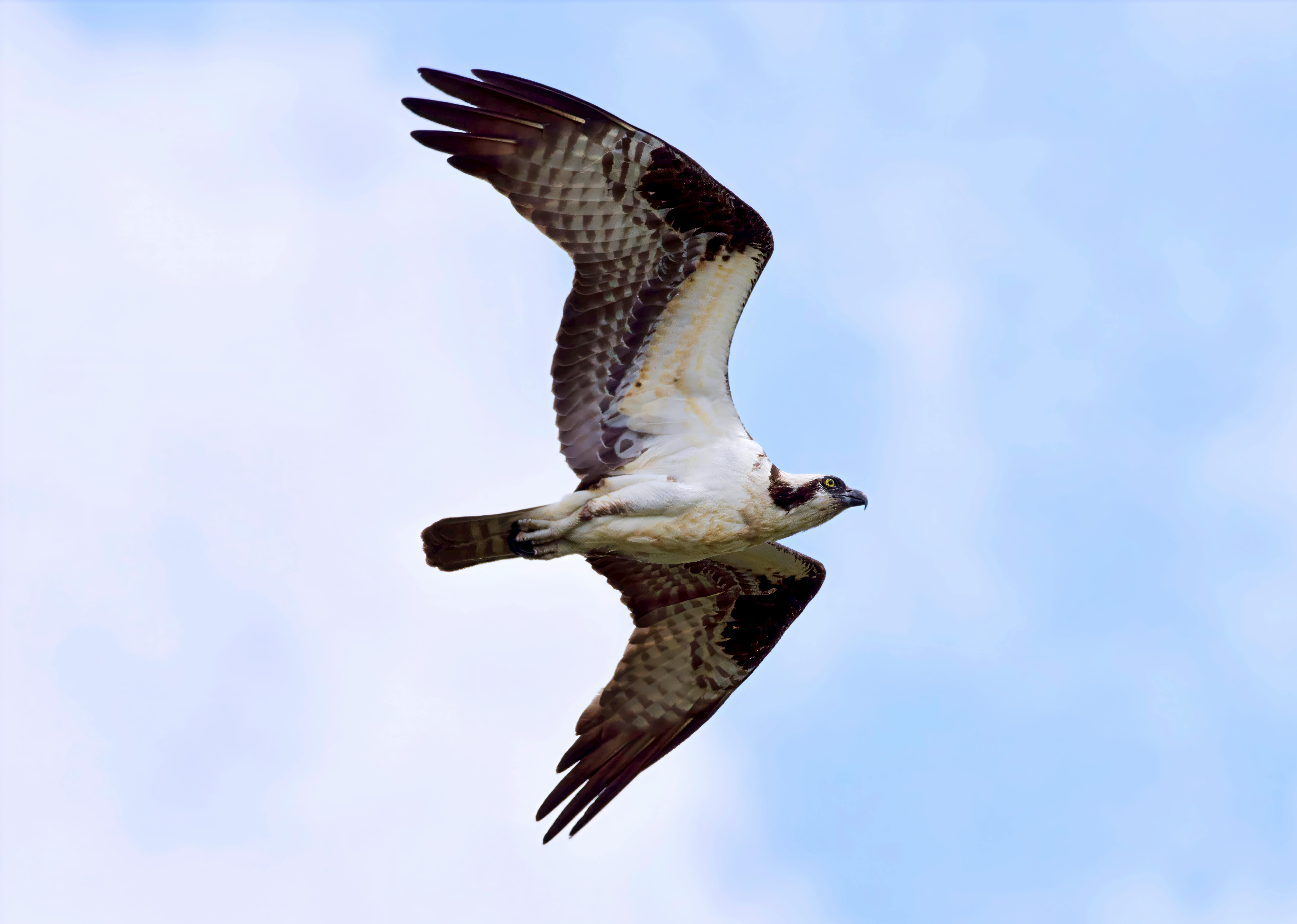 Close-up Flight of an Osprey Against Blue Sky · Free Stock Photo