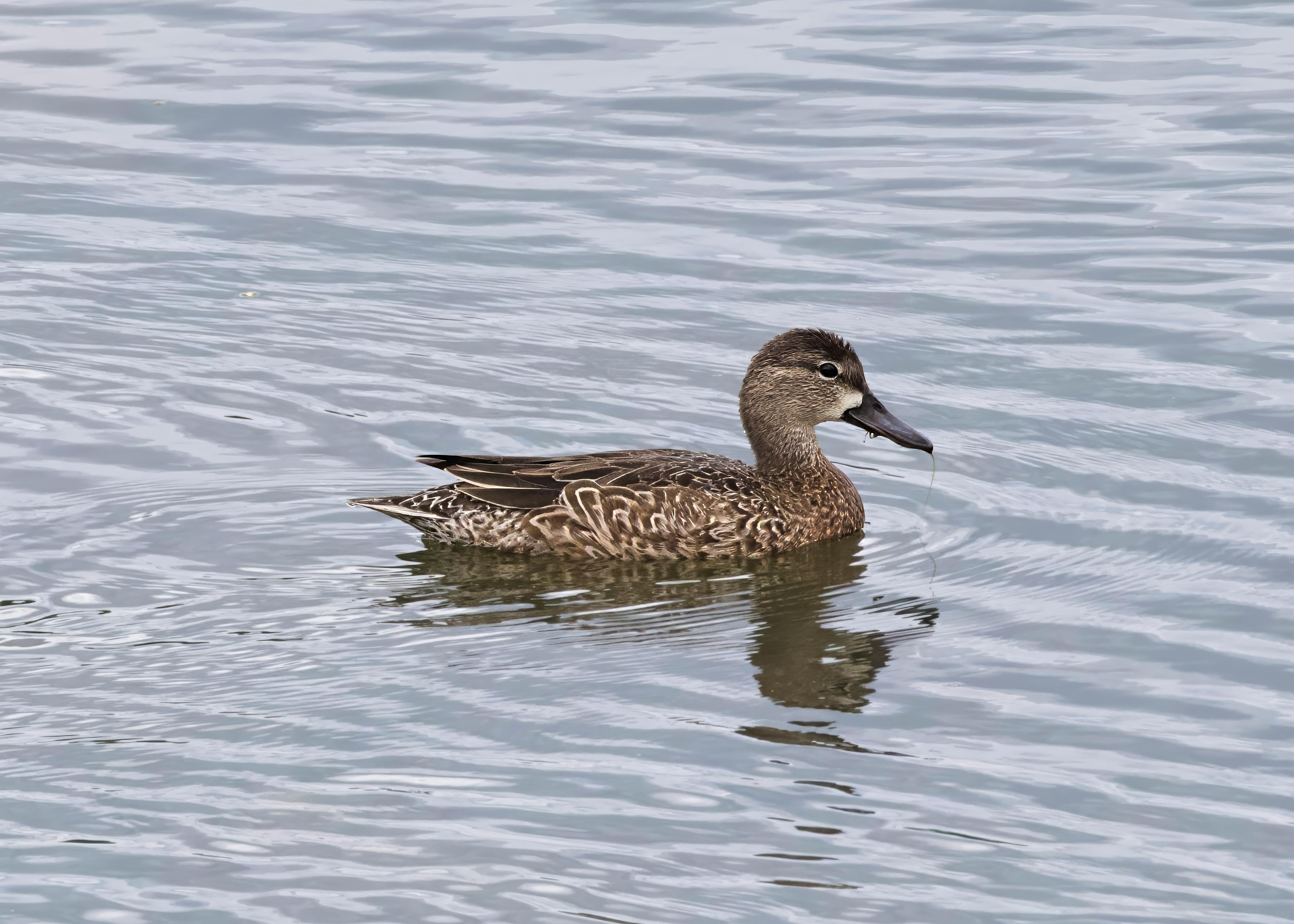 Float Memes Photos, Download The BEST Free Float Memes Stock Photos ...