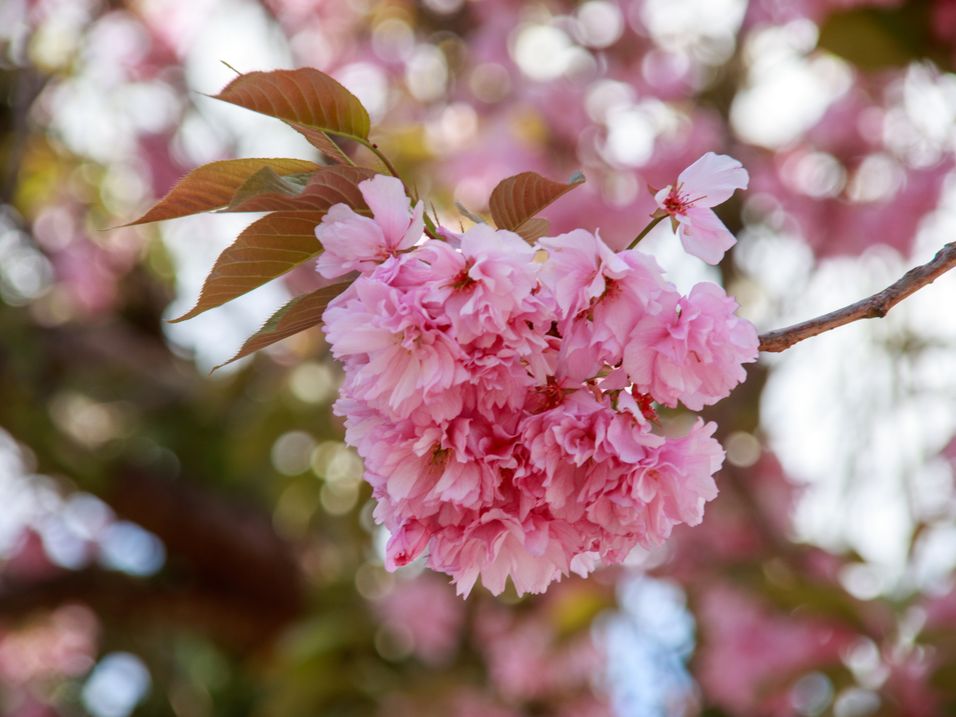 Kwanzan Cherry Tree Height by Varieties Explained