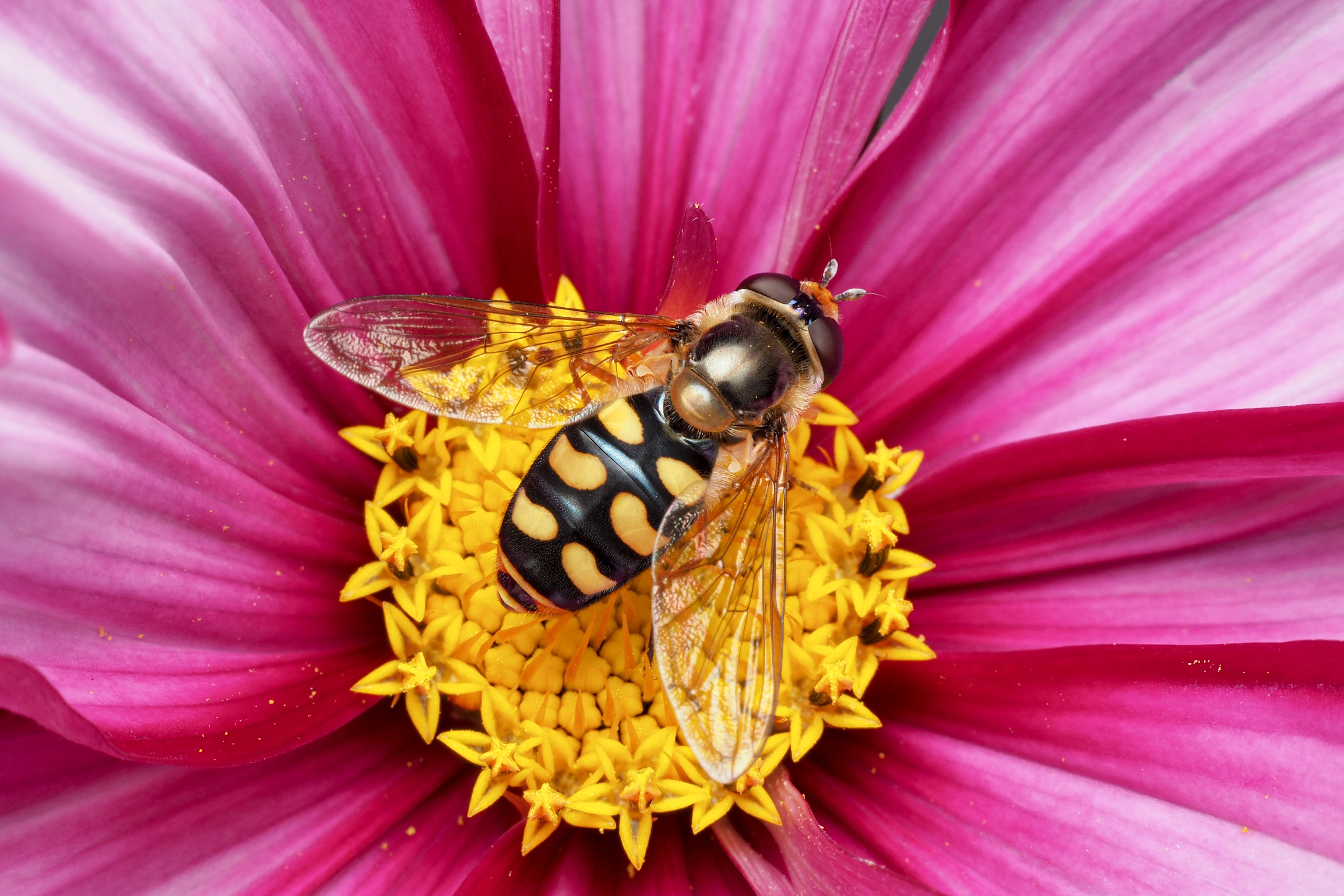 Macro View of Hoverfly on Vibrant Flower · Free Stock Photo