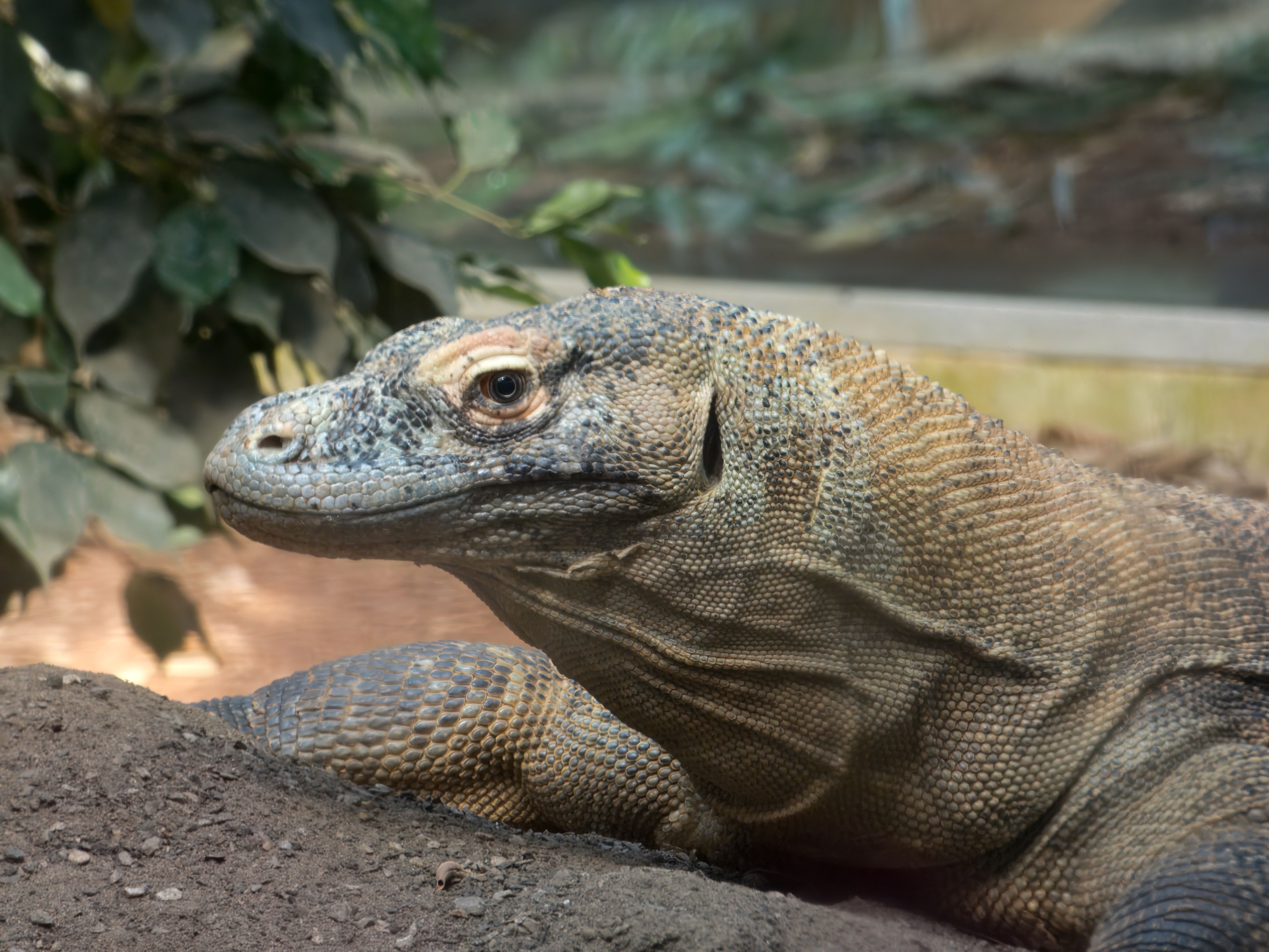 Indonesian Lizard Photos, Download The BEST Free Indonesian Lizard ...