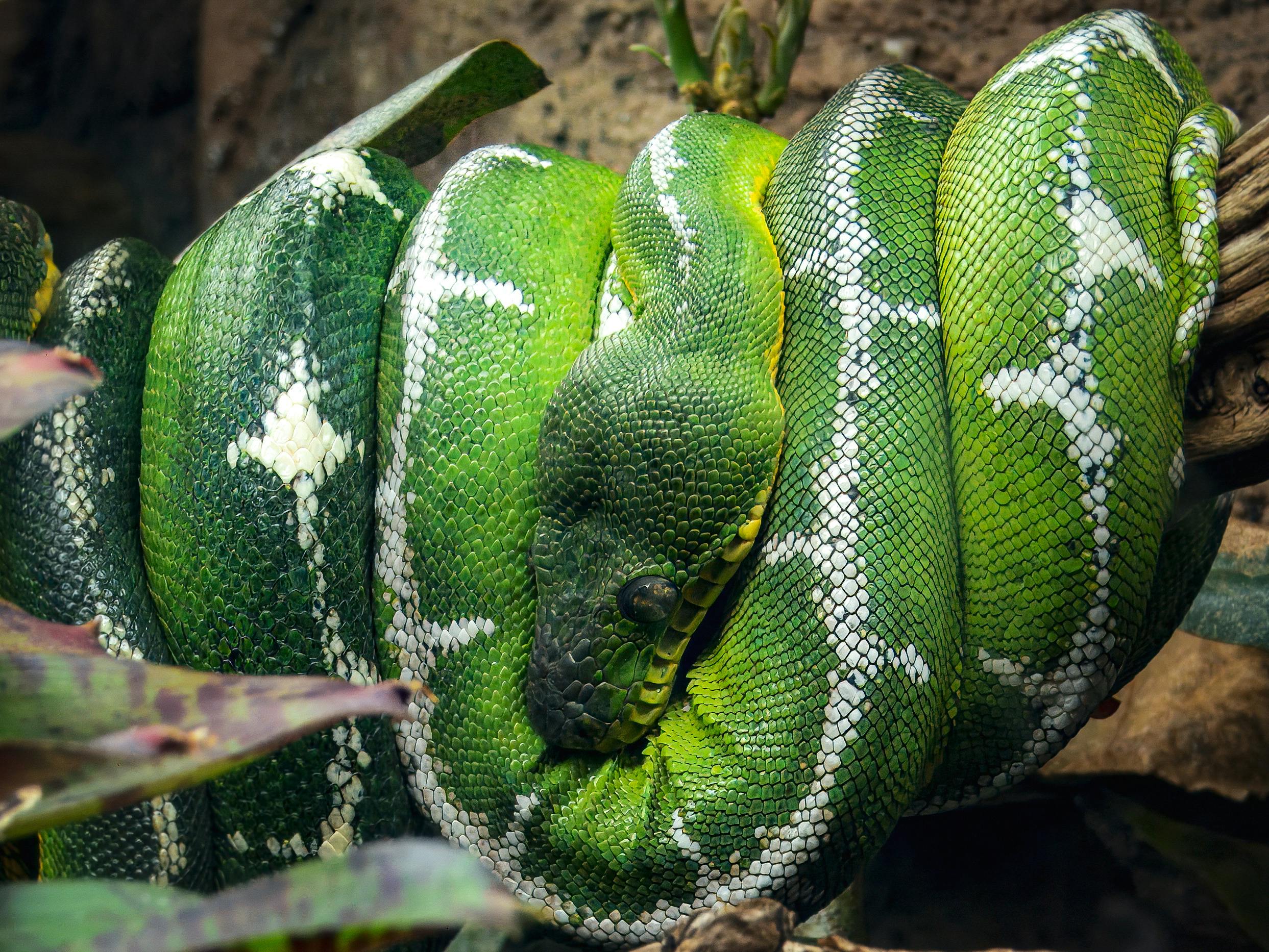 Close-up of a Green Tree Python in Natural Habitat · Free Stock Photo