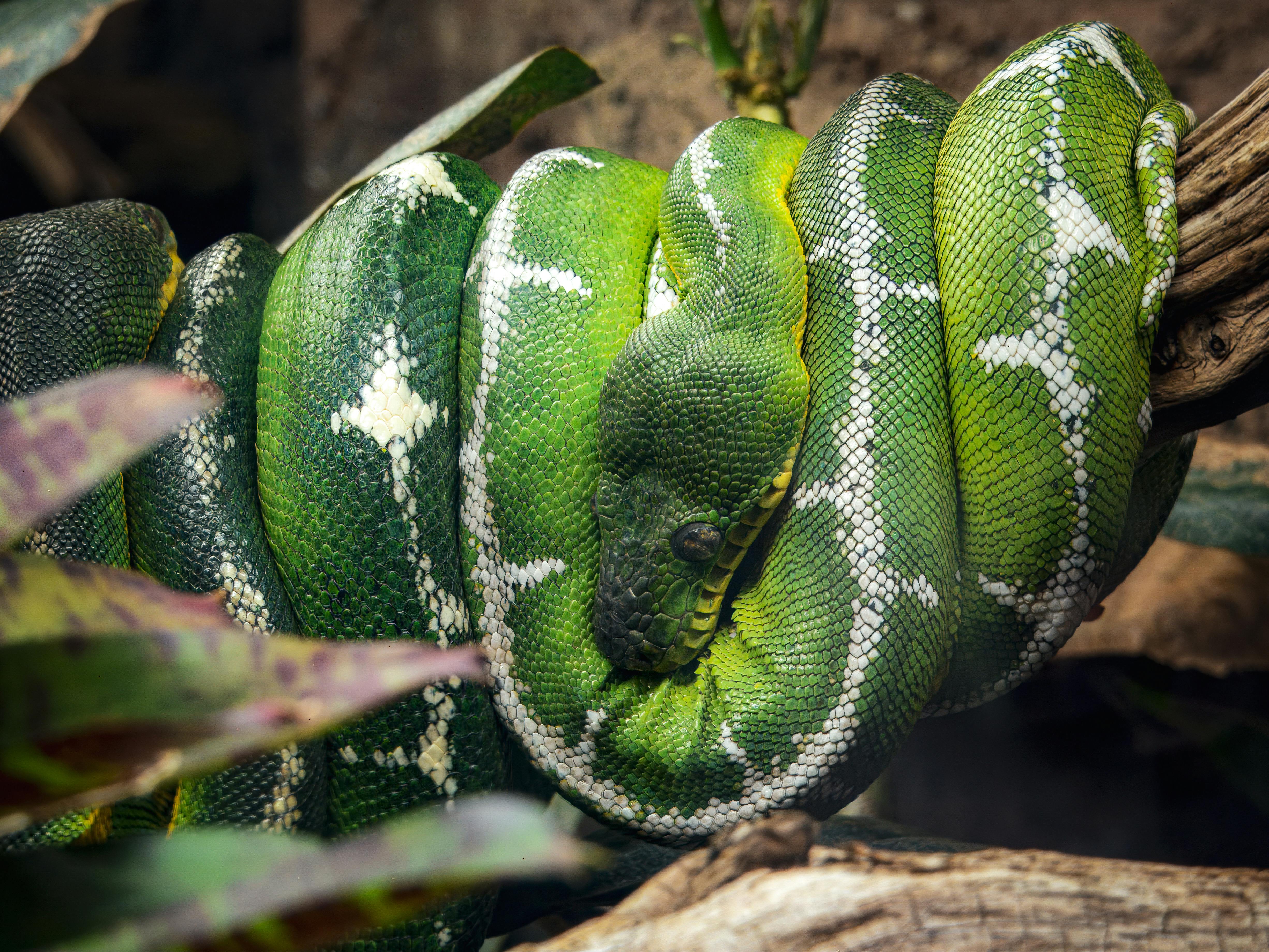 Closeup of Coiled Green Tree Python on Branch · Free Stock Photo