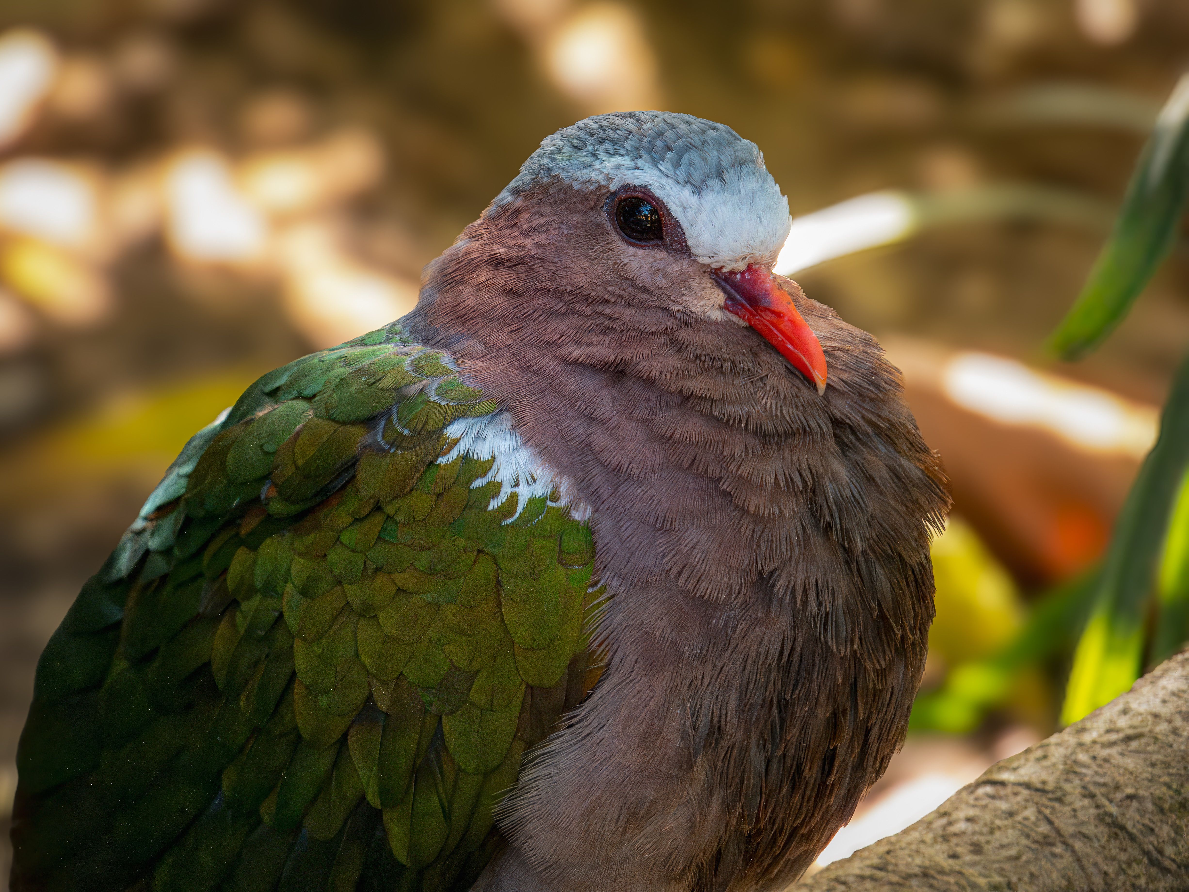 Vibrant Green-Winged Pigeon with Distinctive Red Beak · Free Stock Photo