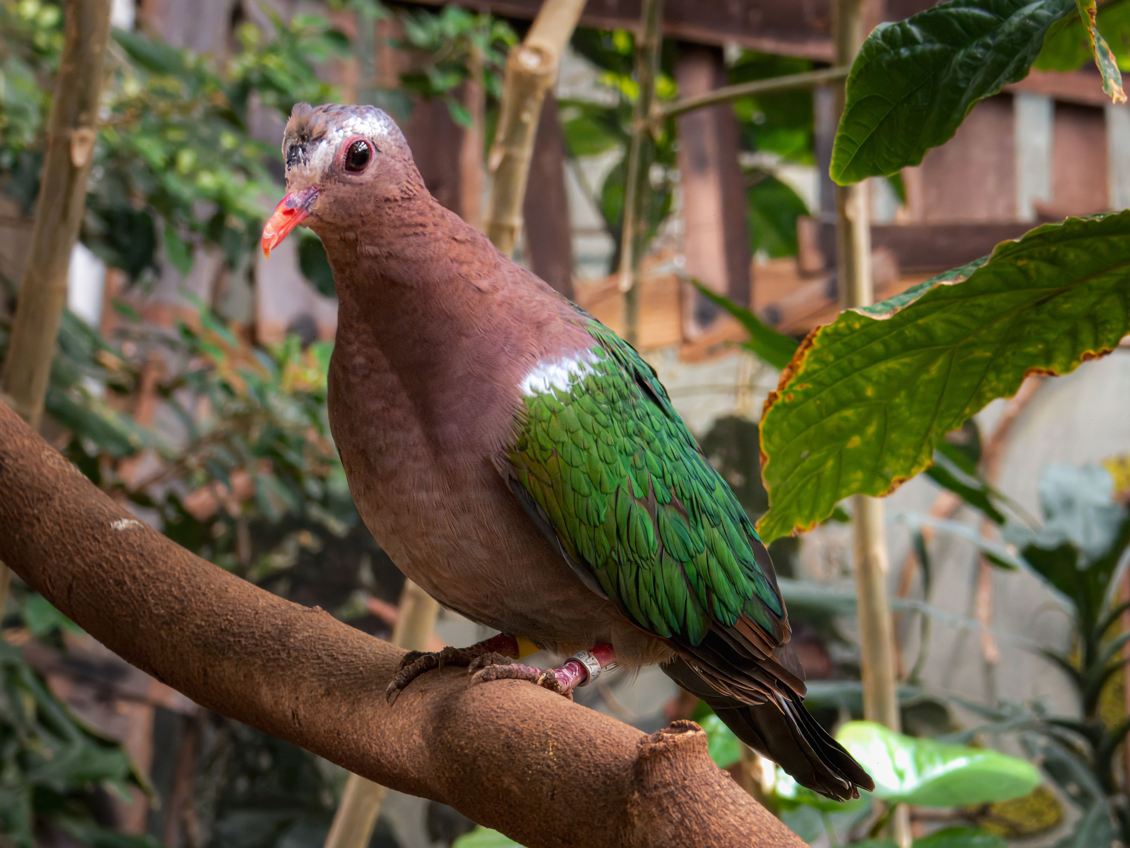 Elegant Green-Winged Dove in Lush Habitat · Free Stock Photo