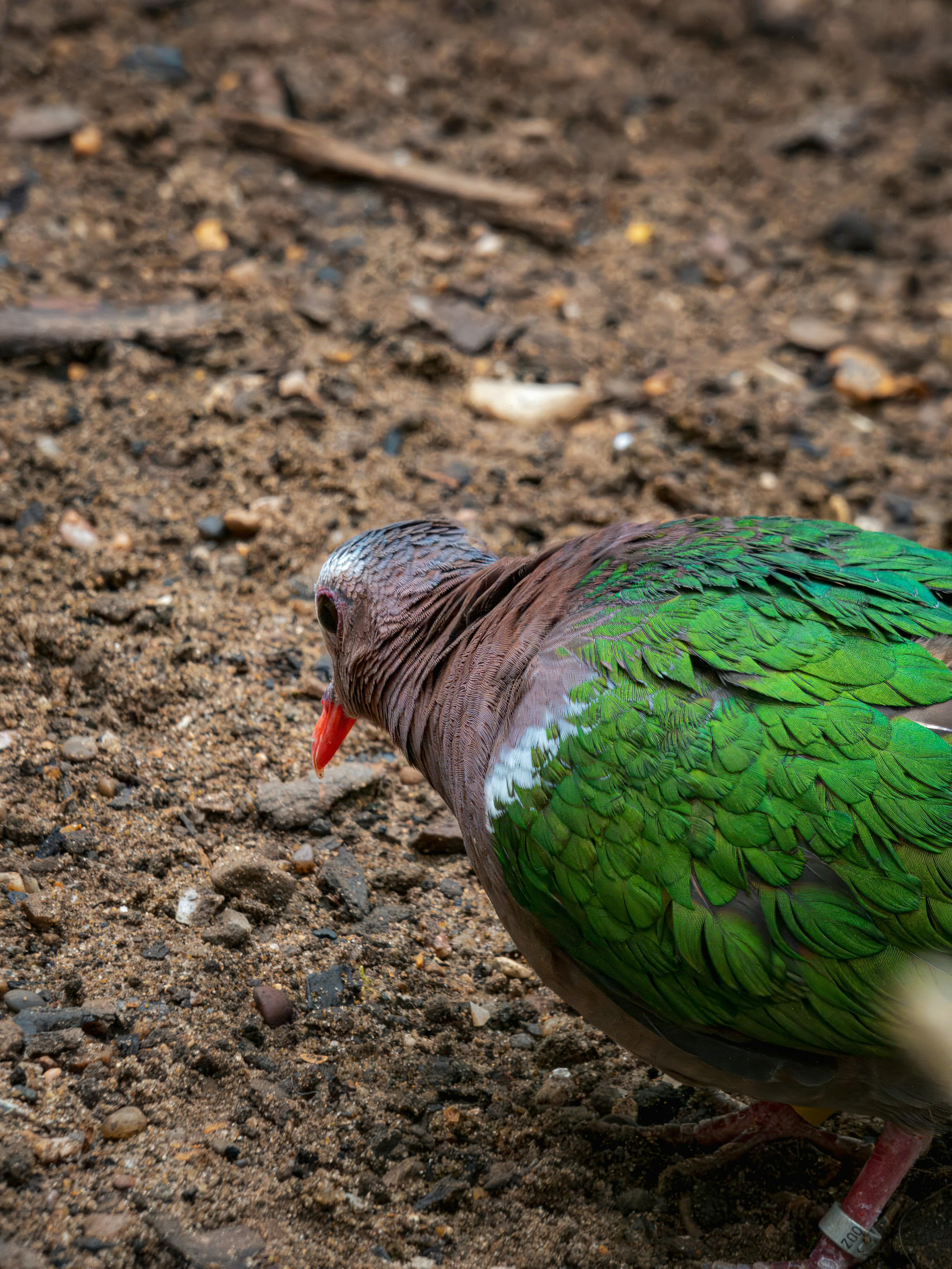 Vibrant Bird Foraging on Earthy Ground · Free Stock Photo