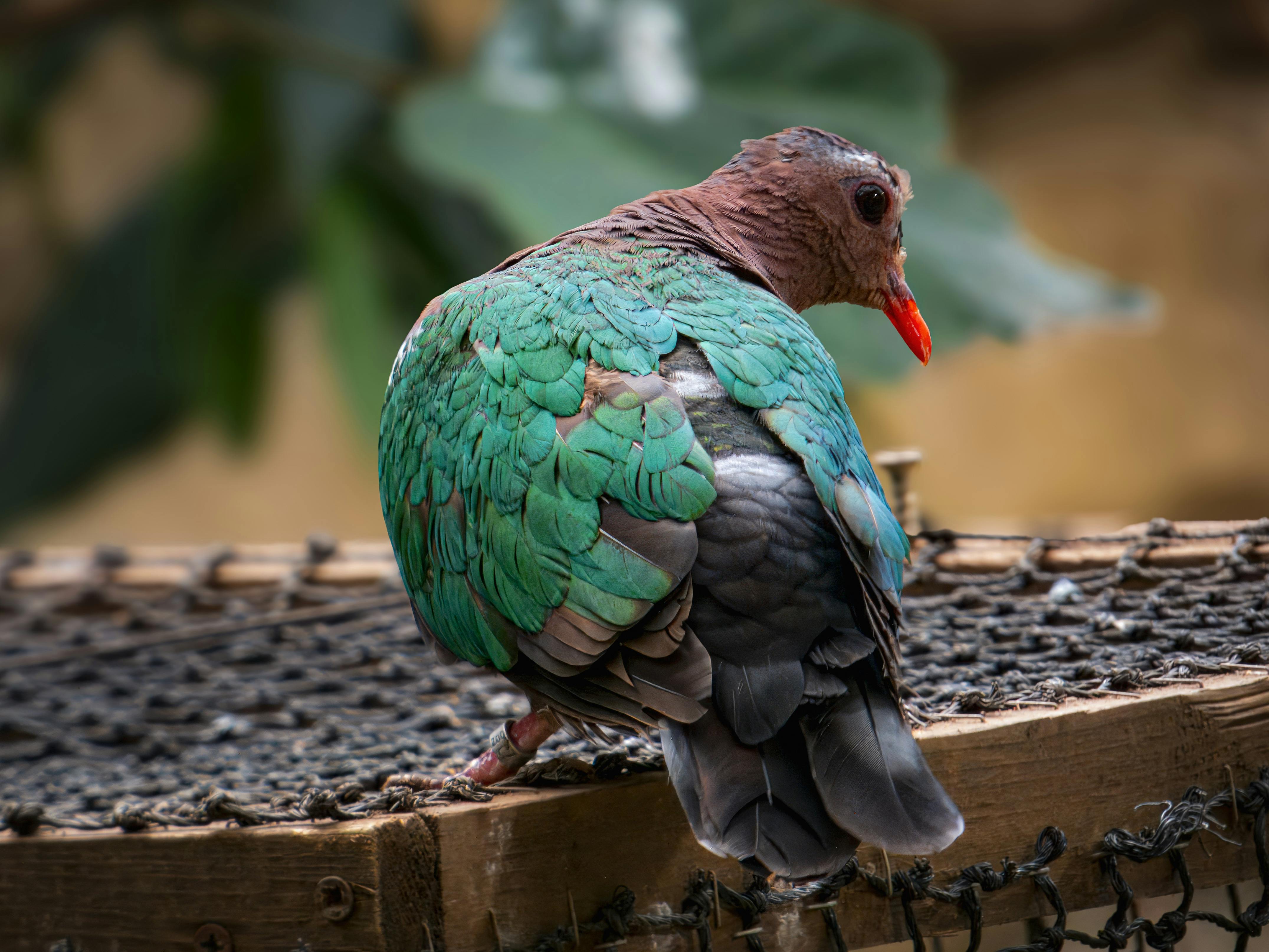Colorful Emerald Dove on Wooden Perch · Free Stock Photo